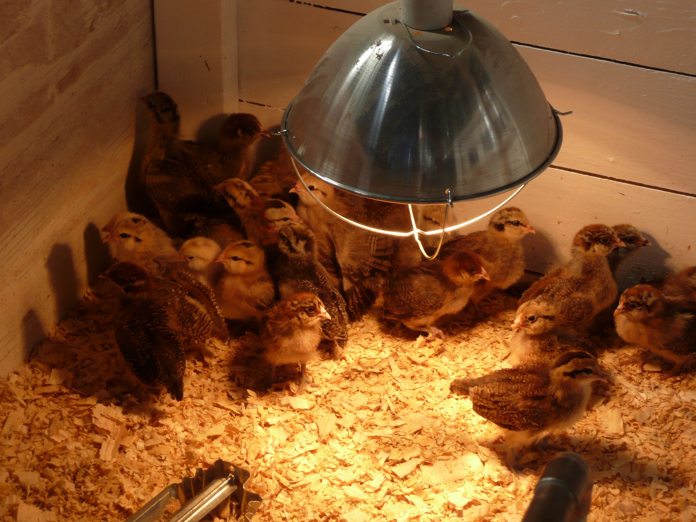 Urban Farming: Raising Backyard Chickens : 3 Steps (with Pictures ...