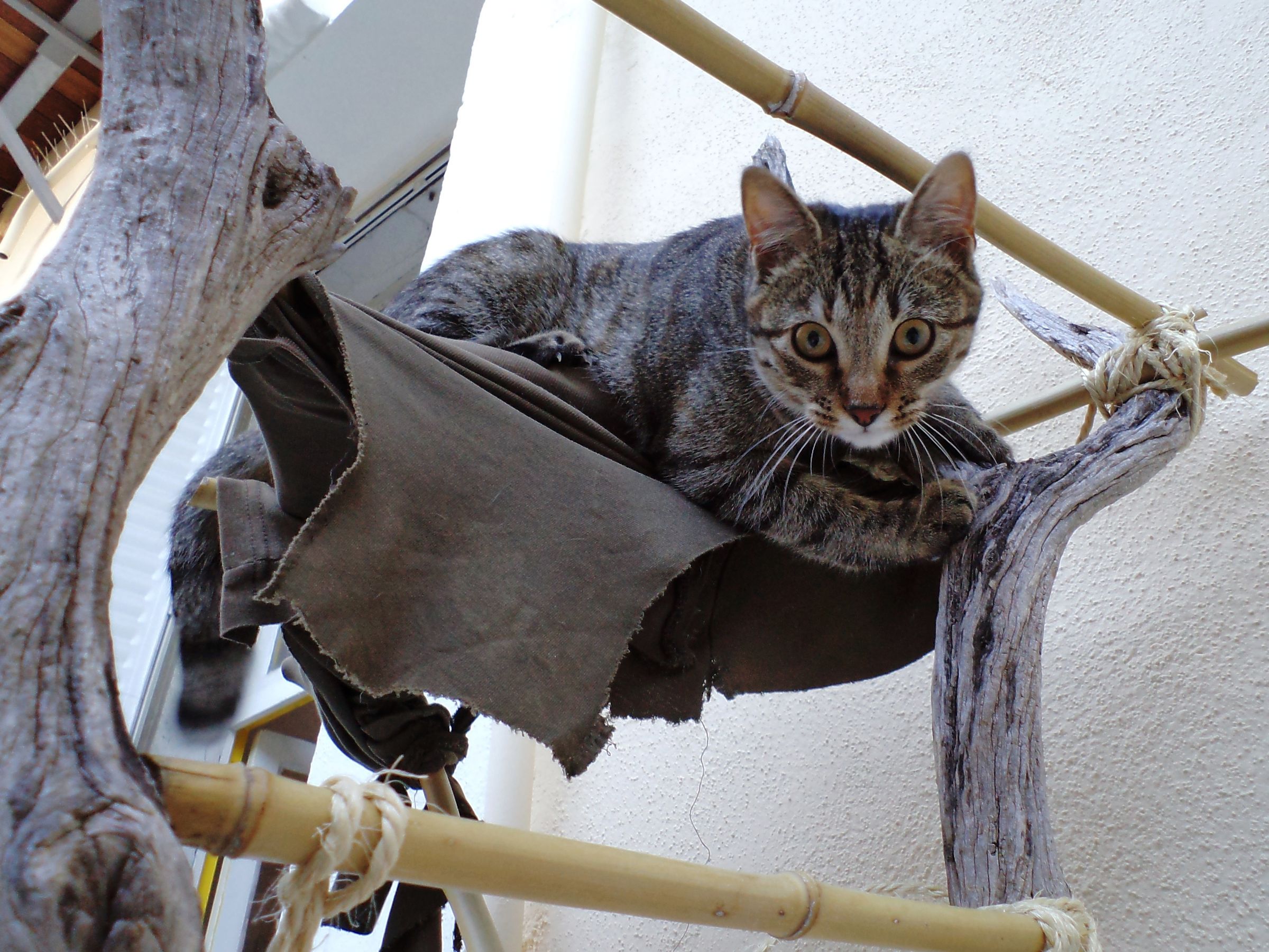 The Survivalist's Cat Tree : 3 Steps (with Pictures) - Instructables