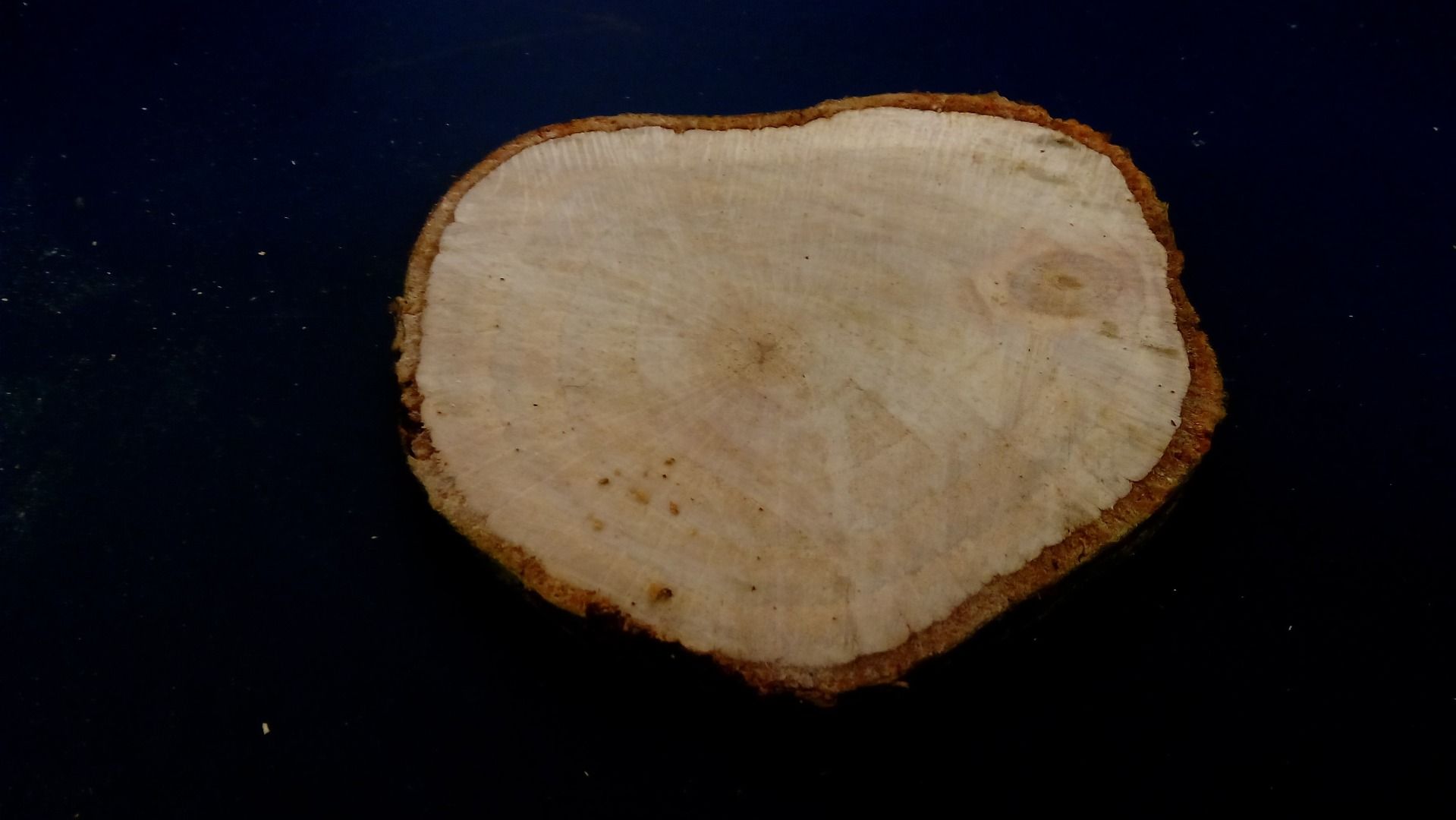 Tree Trunk Trivet (for Starters or Kids) : 4 Steps (with Pictures ...