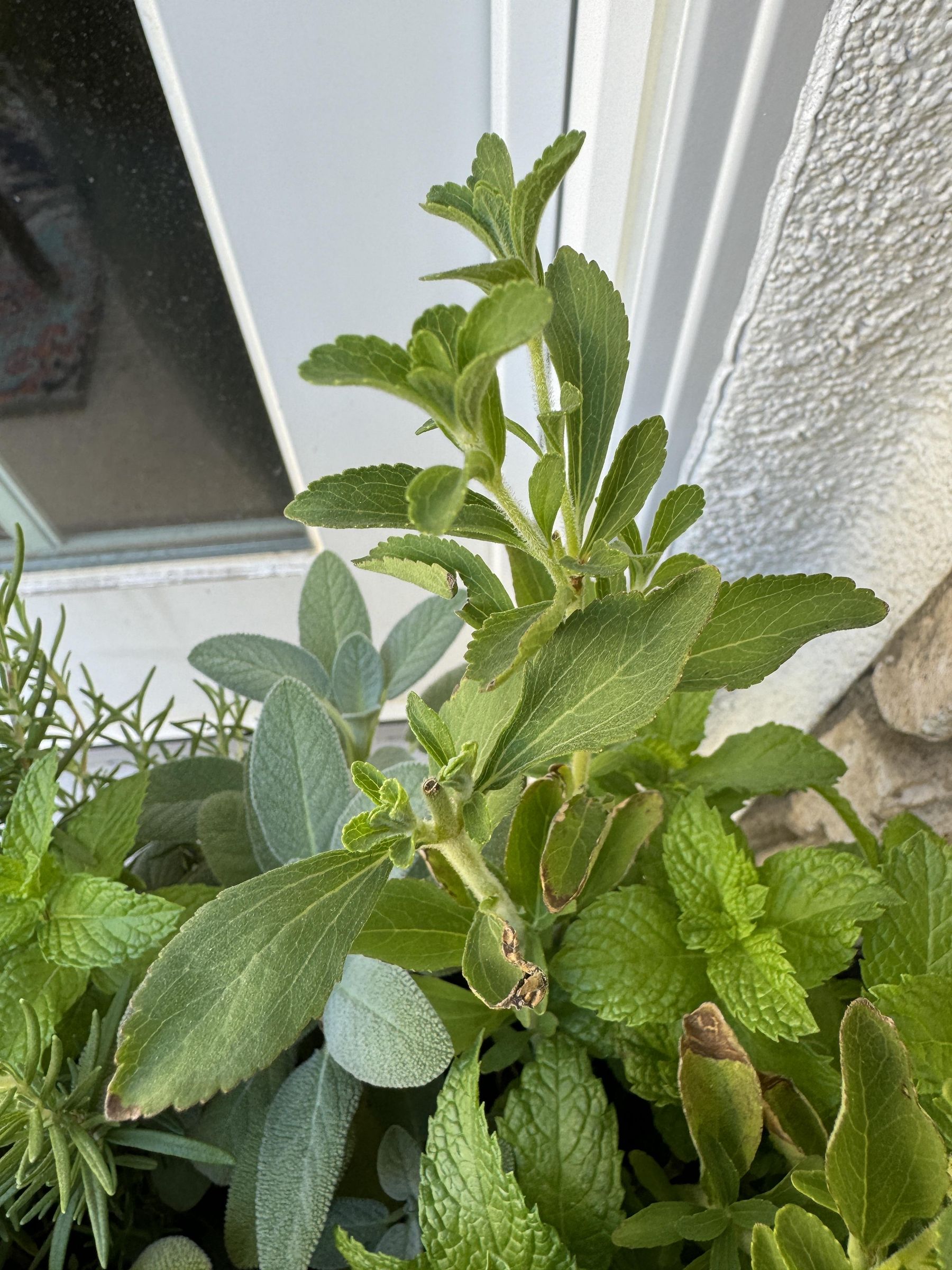 Amazing Sweet Leaf Herb - 100% Natural & Healthy Zero Calorie Sweetener ...