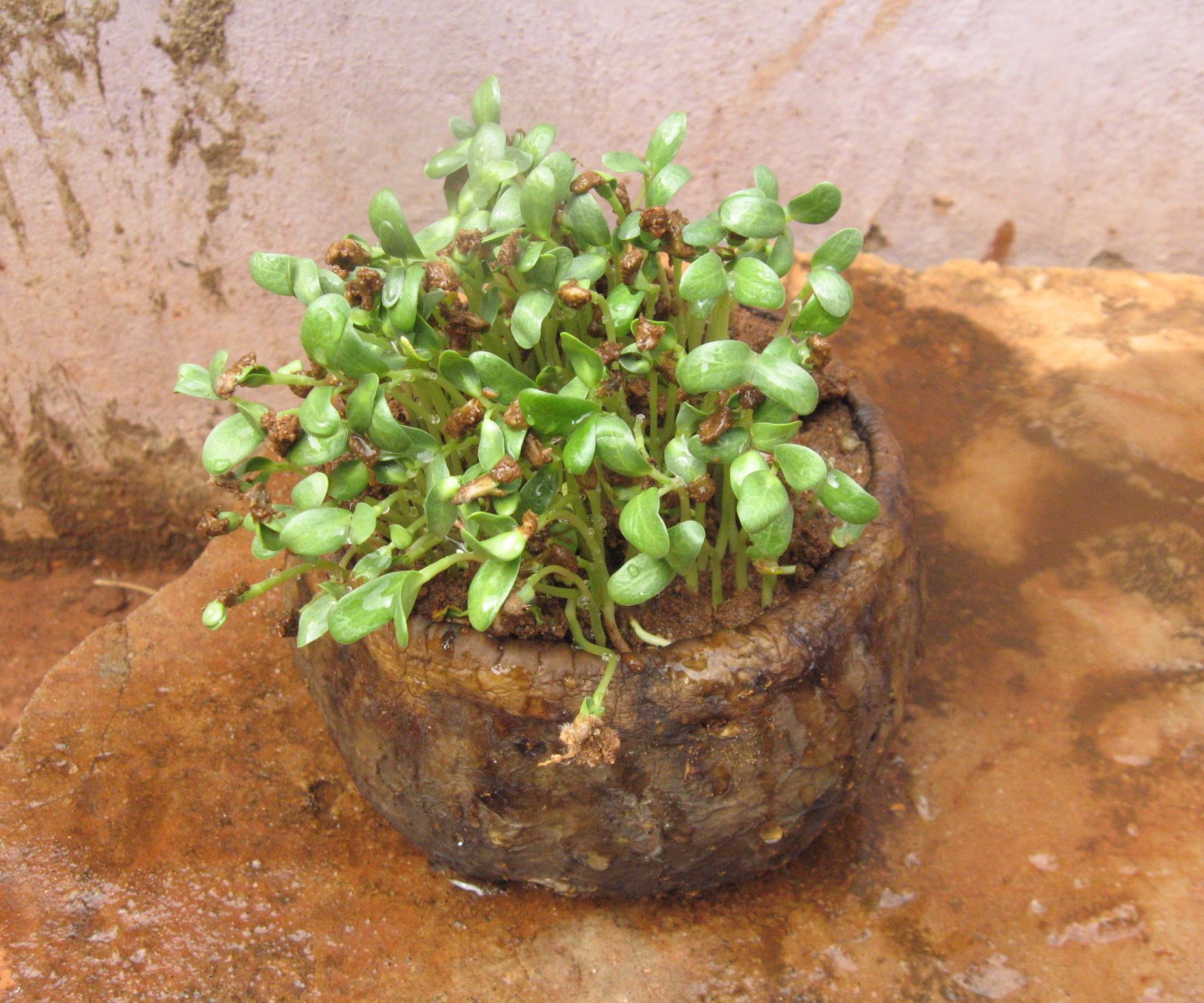 Seed Germination With Bottle Gourd Shell As Planter : 6 Steps (with ...