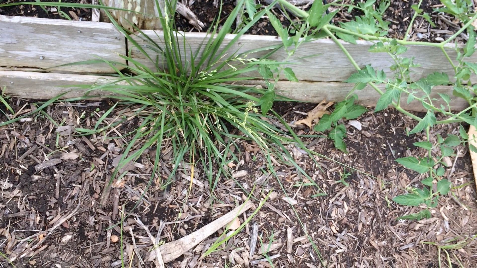 5 Great Ways to Use Cardboard in the Garden : 5 Steps - Instructables