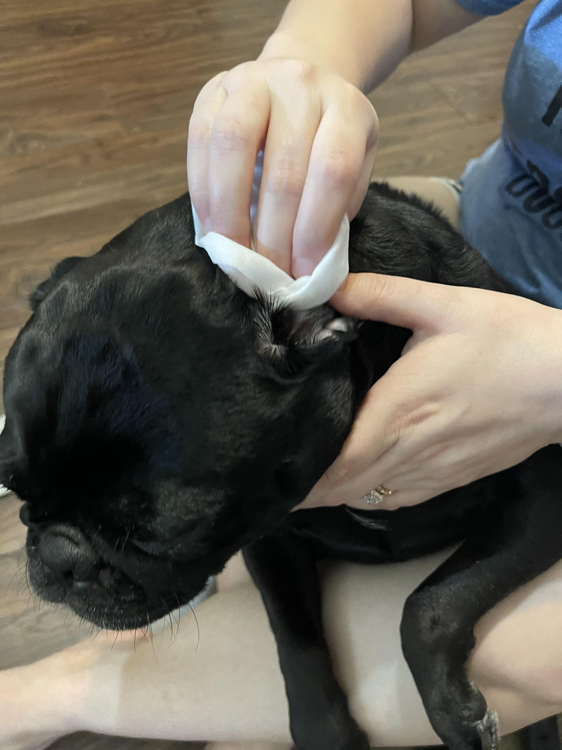 How to Groom Your Pug : 13 Steps (with Pictures) - Instructables