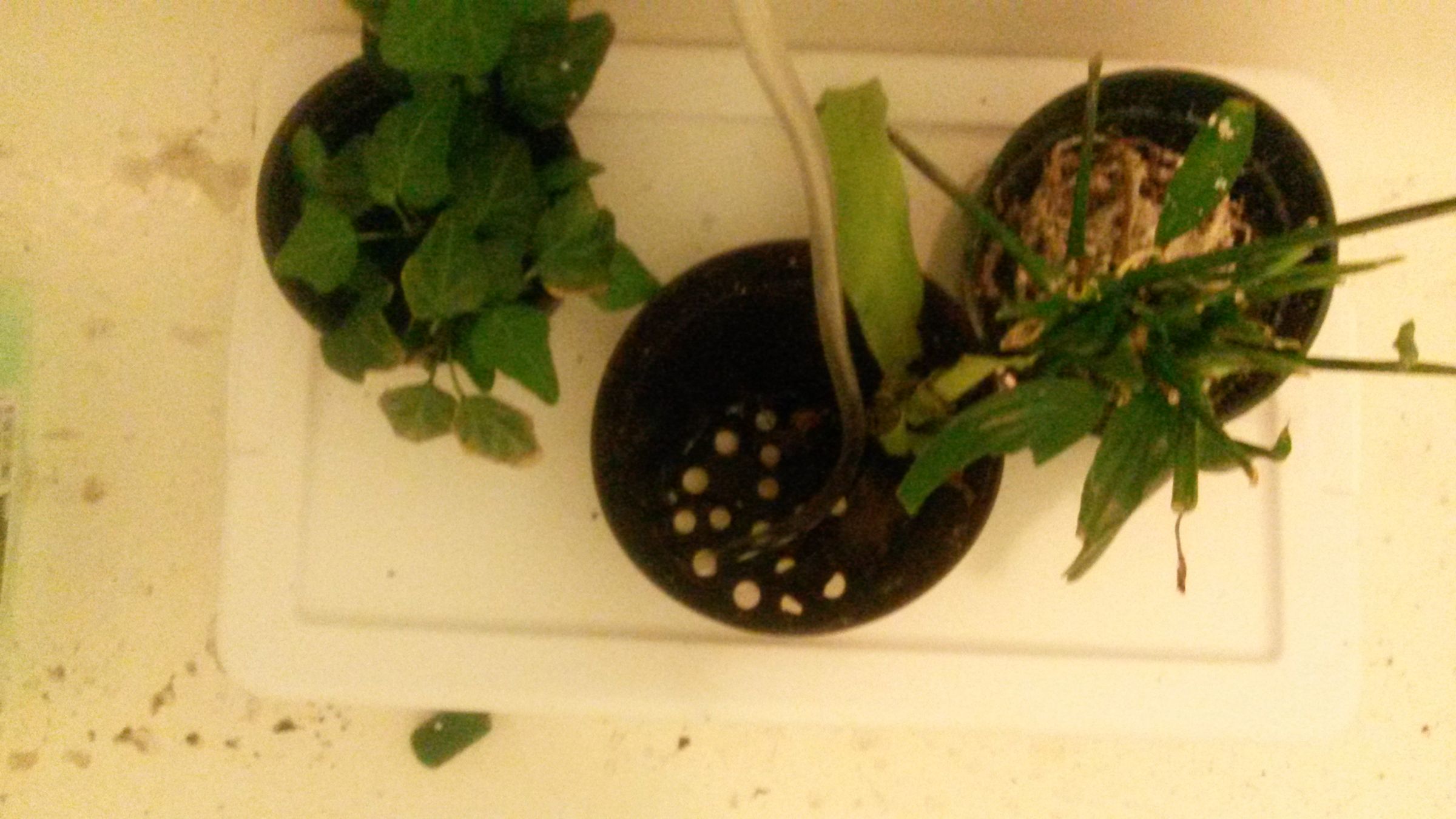 Hydroponics-Growing Plants Without Soil : 4 Steps - Instructables