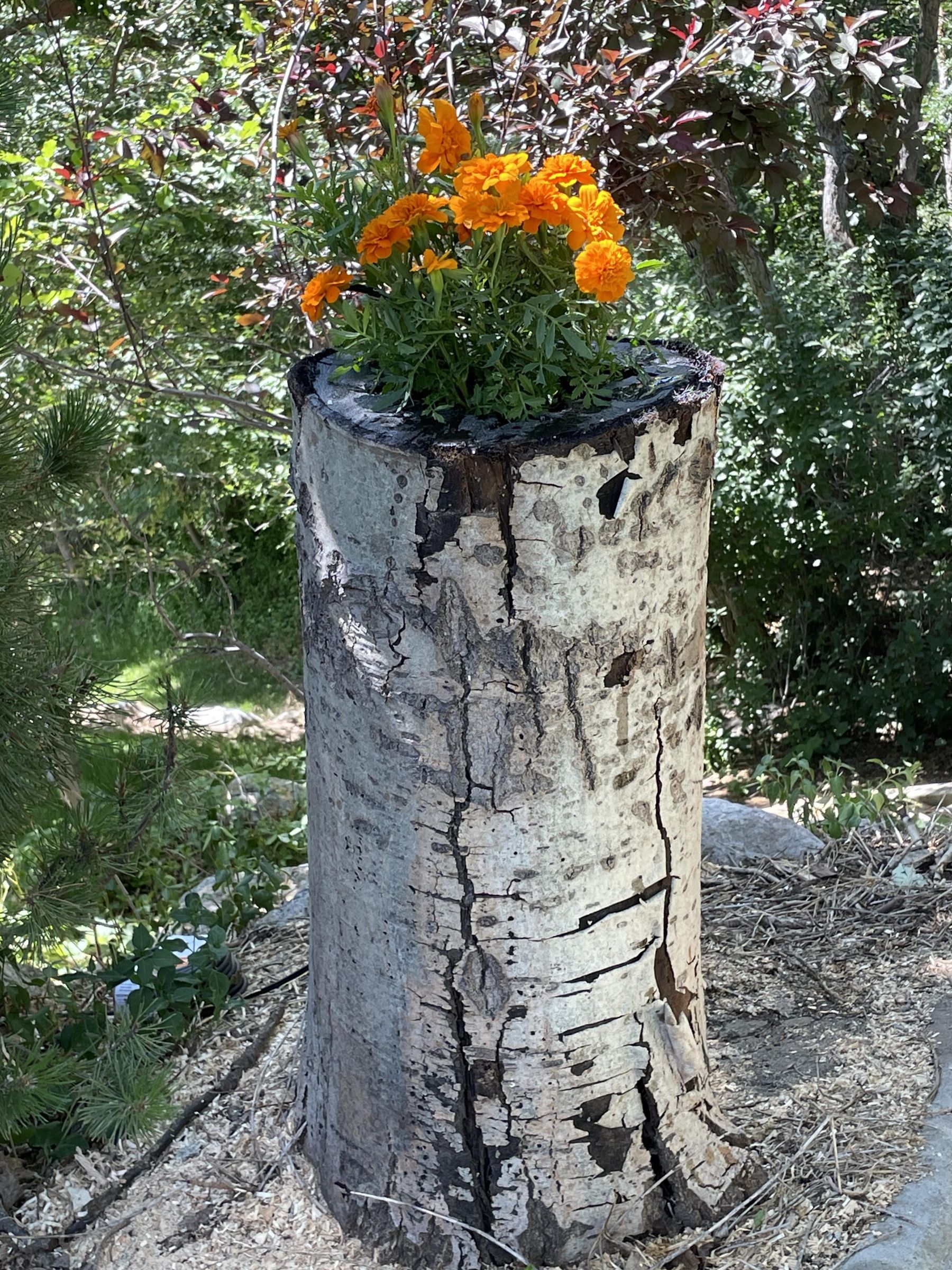 Transform a Tree Stump Into a Planter Box : 11 Steps (with Pictures ...