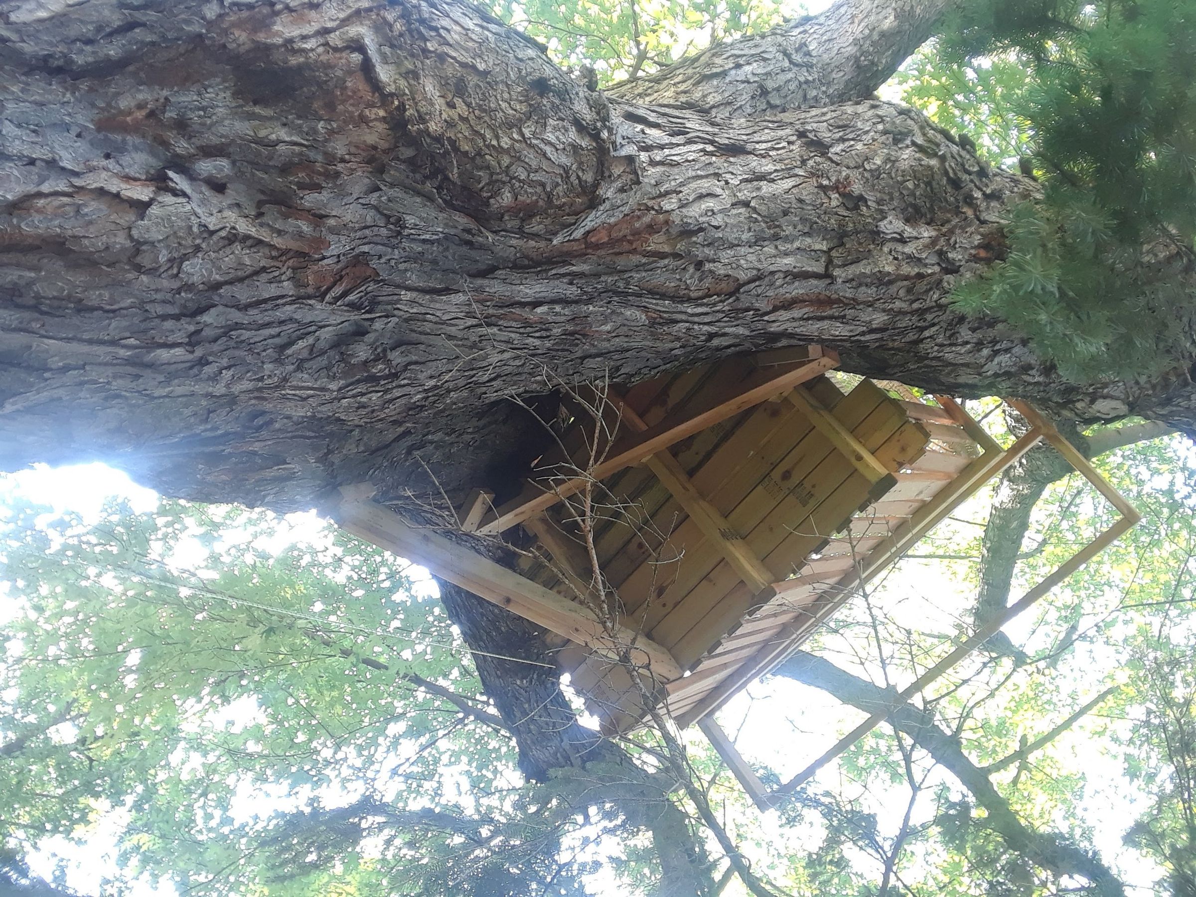 Tree House With Bench and Pulley System : 11 Steps - Instructables
