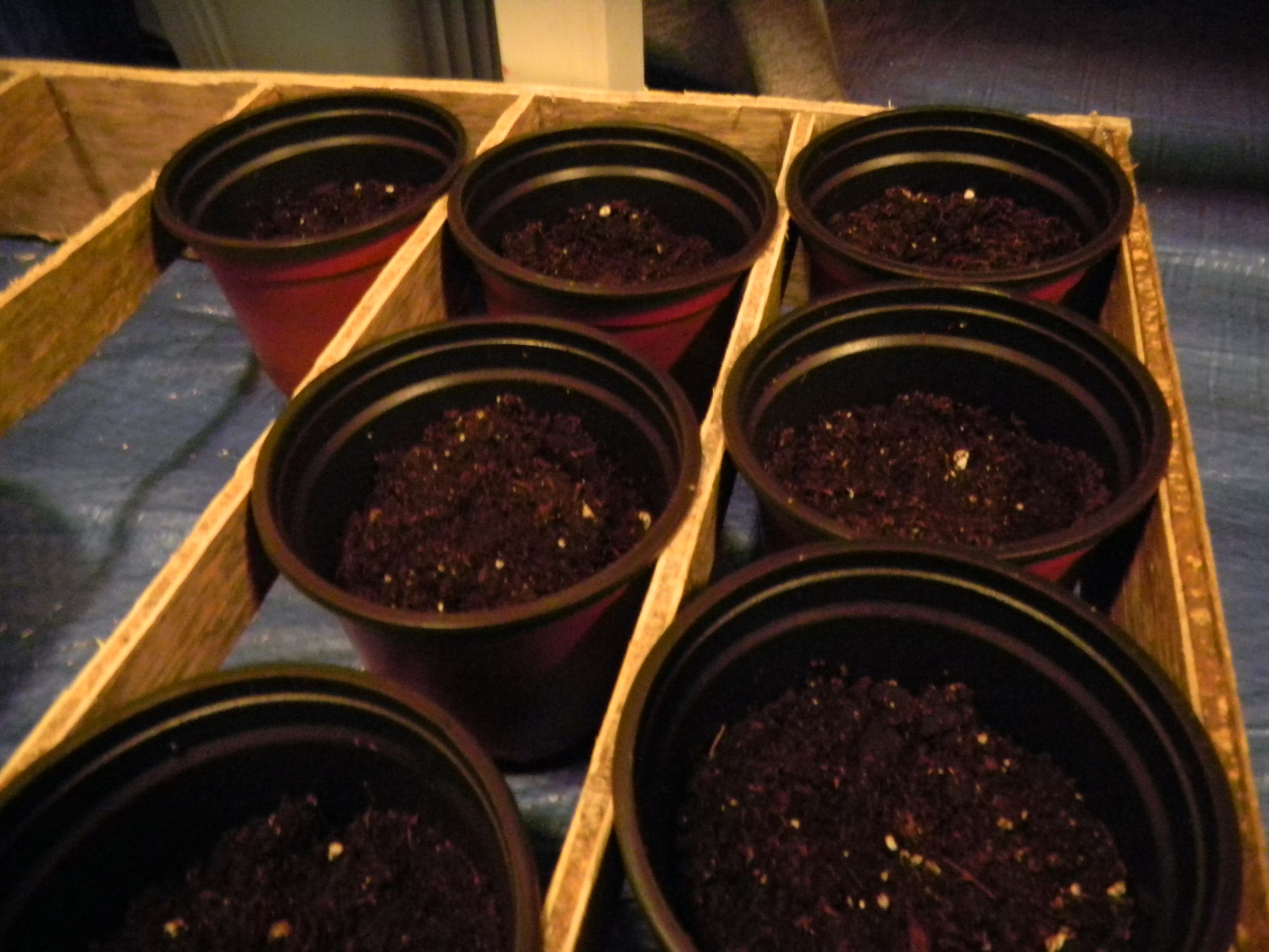 DIY Indoor Seed Starting System : 5 Steps (with Pictures) - Instructables
