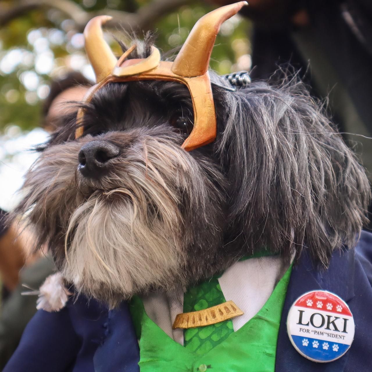 Loki Dog Cosplay: Loki for "PAW"sident : 25 Steps (with Pictures ...