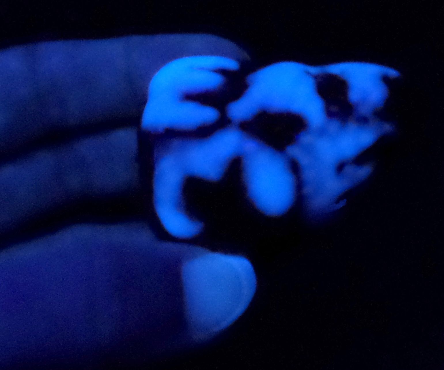 Glowing Edible Paint : 7 Steps (with Pictures) - Instructables