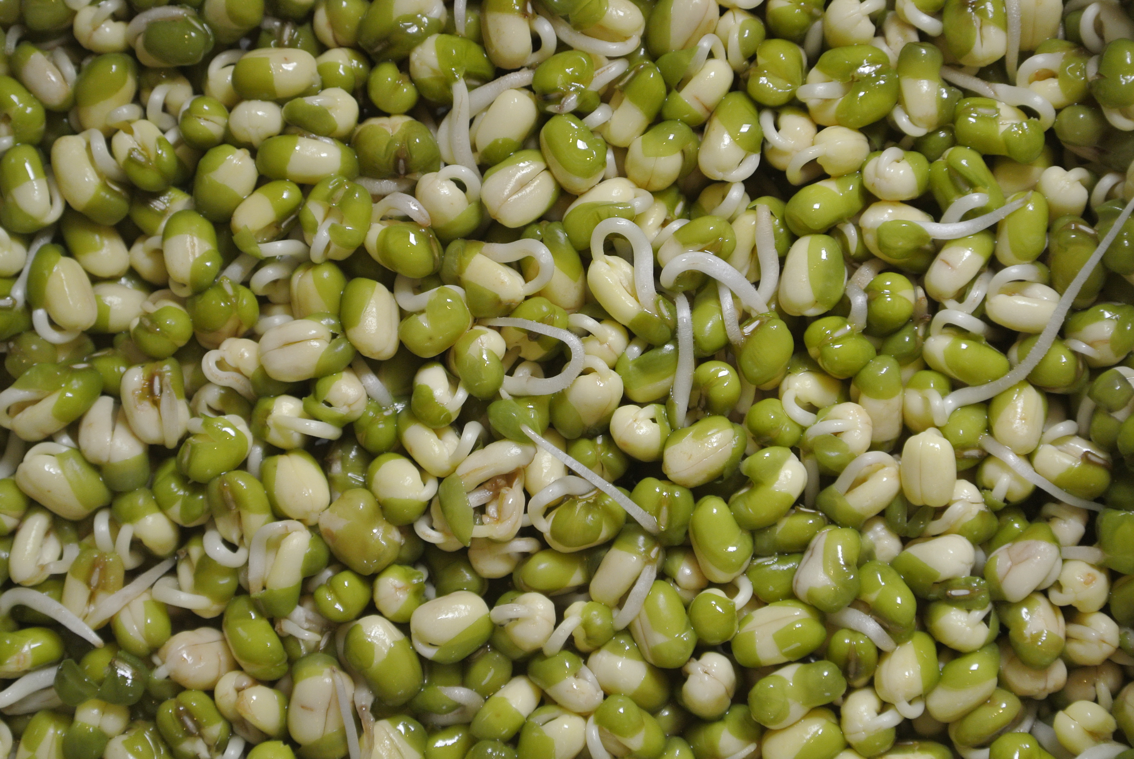 Growing Bean Sprouts : 7 Steps (with Pictures) - Instructables