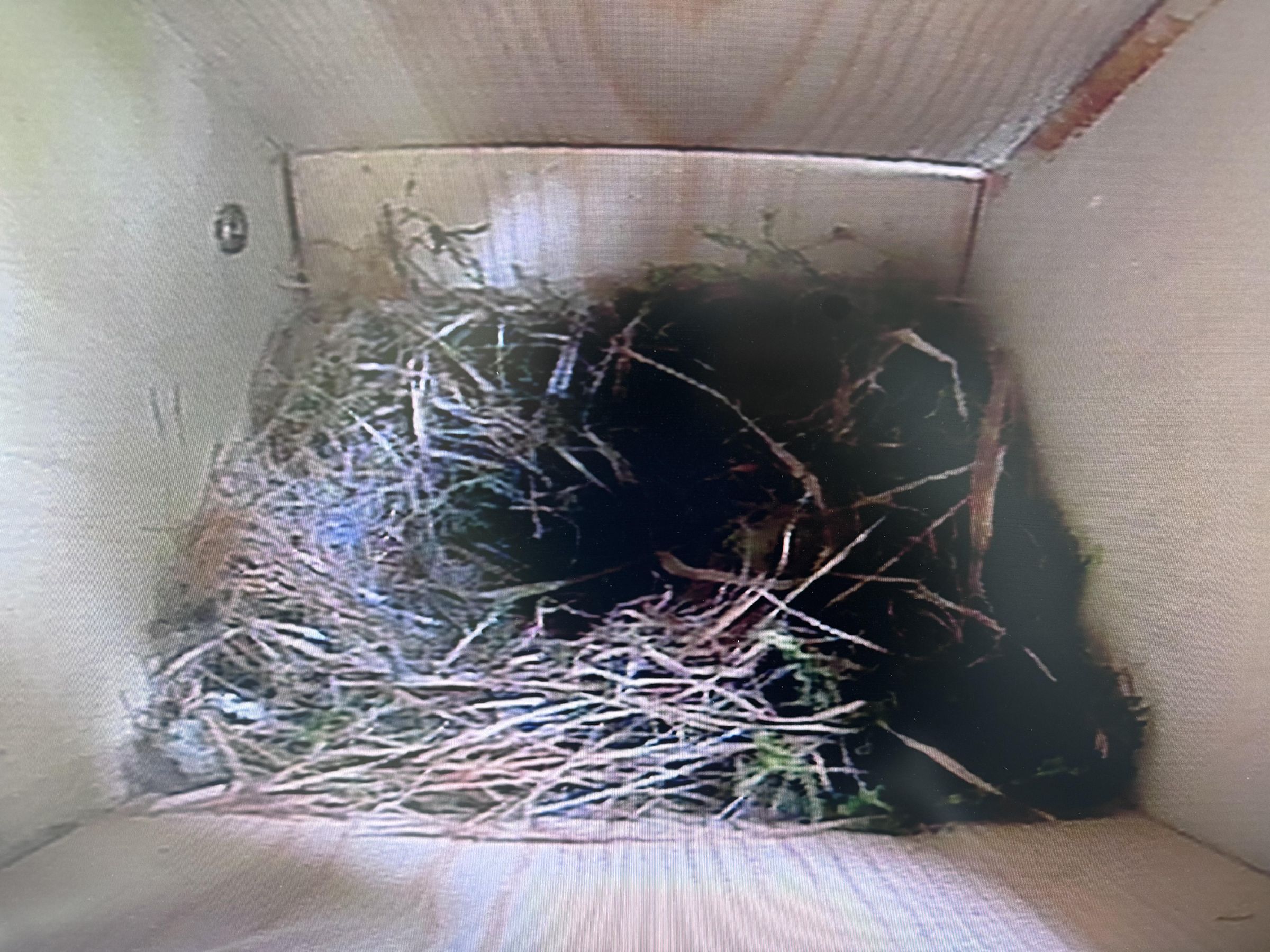 Side View Bird Box Camera and BlueTit Diary : 70 Steps (with Pictures ...