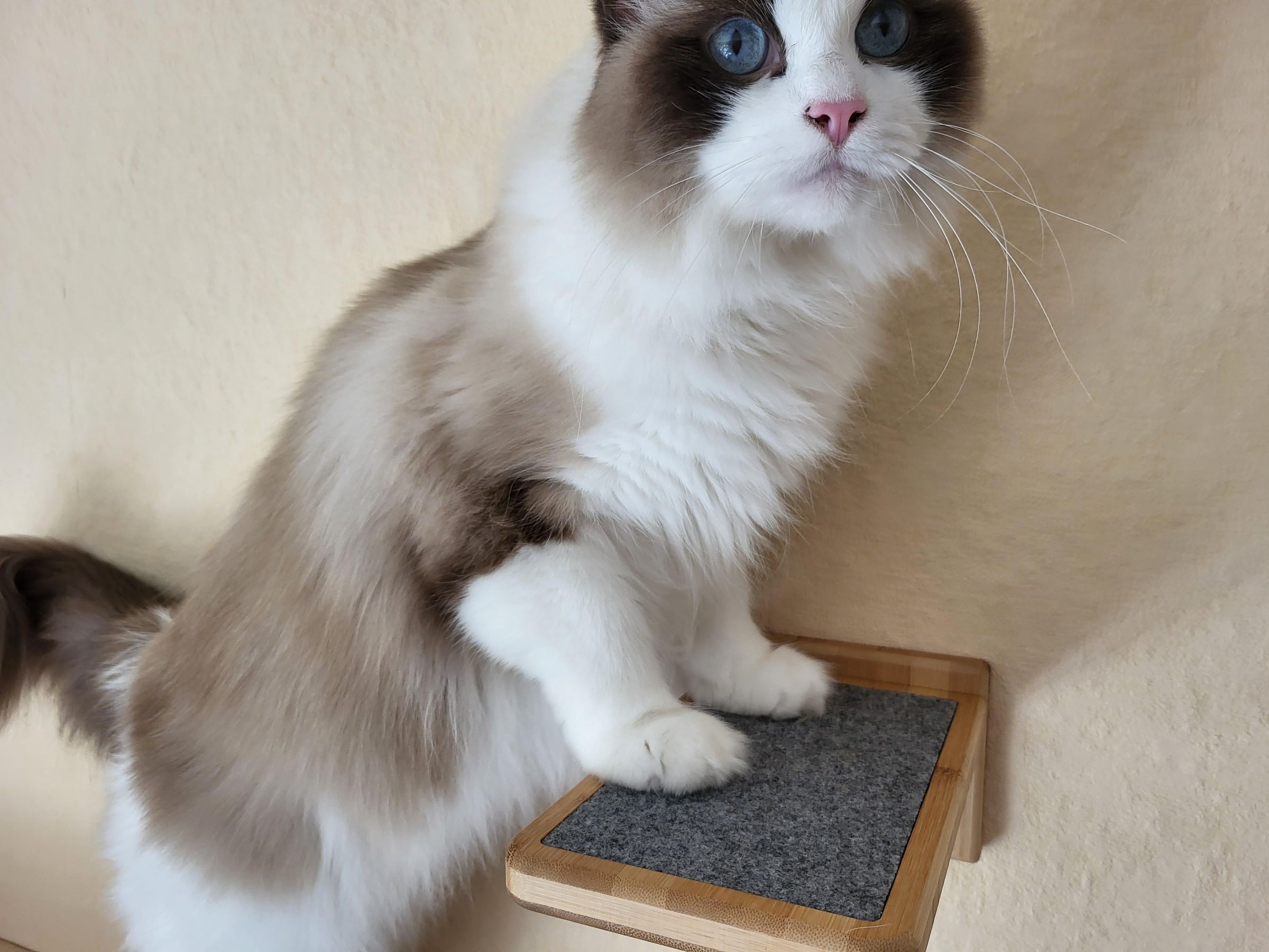 Cat Step : 9 Steps (with Pictures) - Instructables