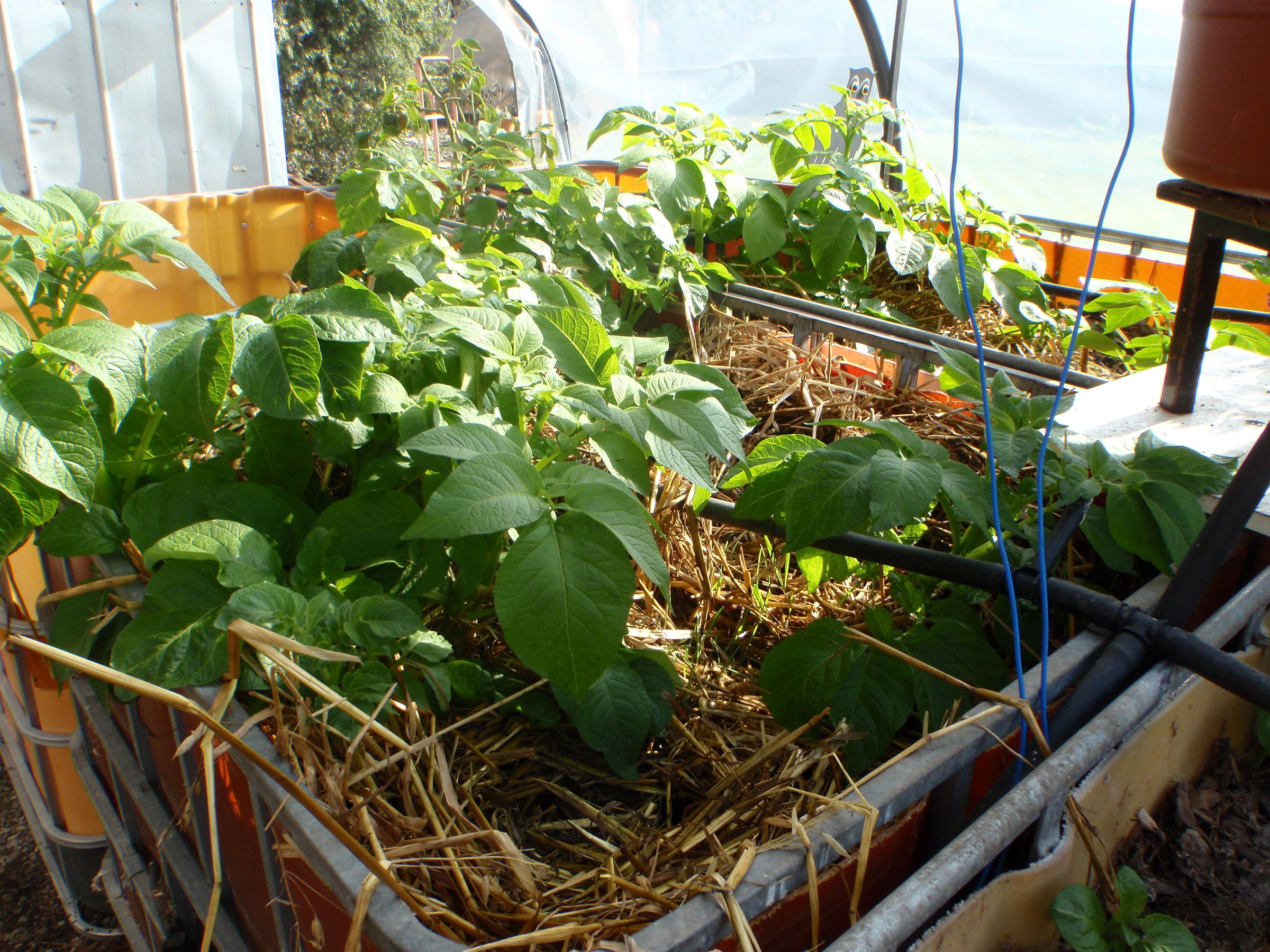 Vermiponic Garden : 12 Steps (with Pictures) - Instructables
