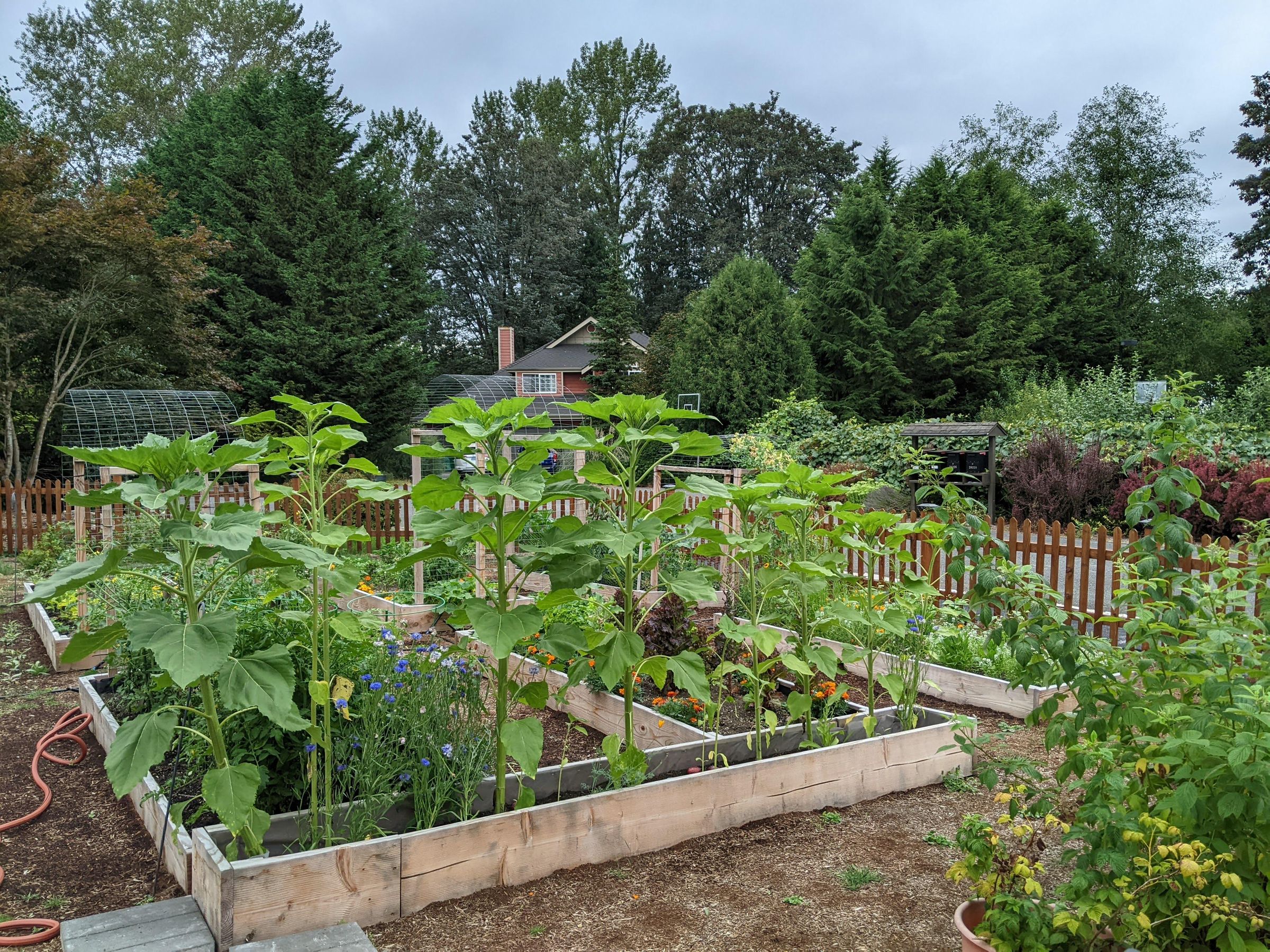 DIY: Transforming My Front Yard From Grass to a Vegetable Garden : 8 ...