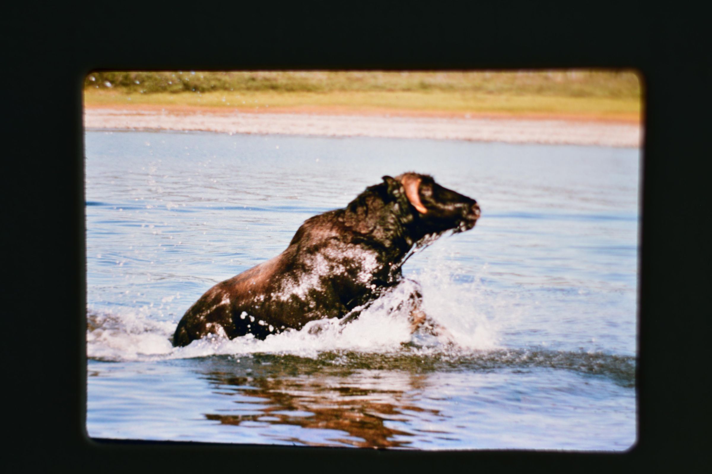 Slide Scanning With DSLR : 8 Steps (with Pictures) - Instructables