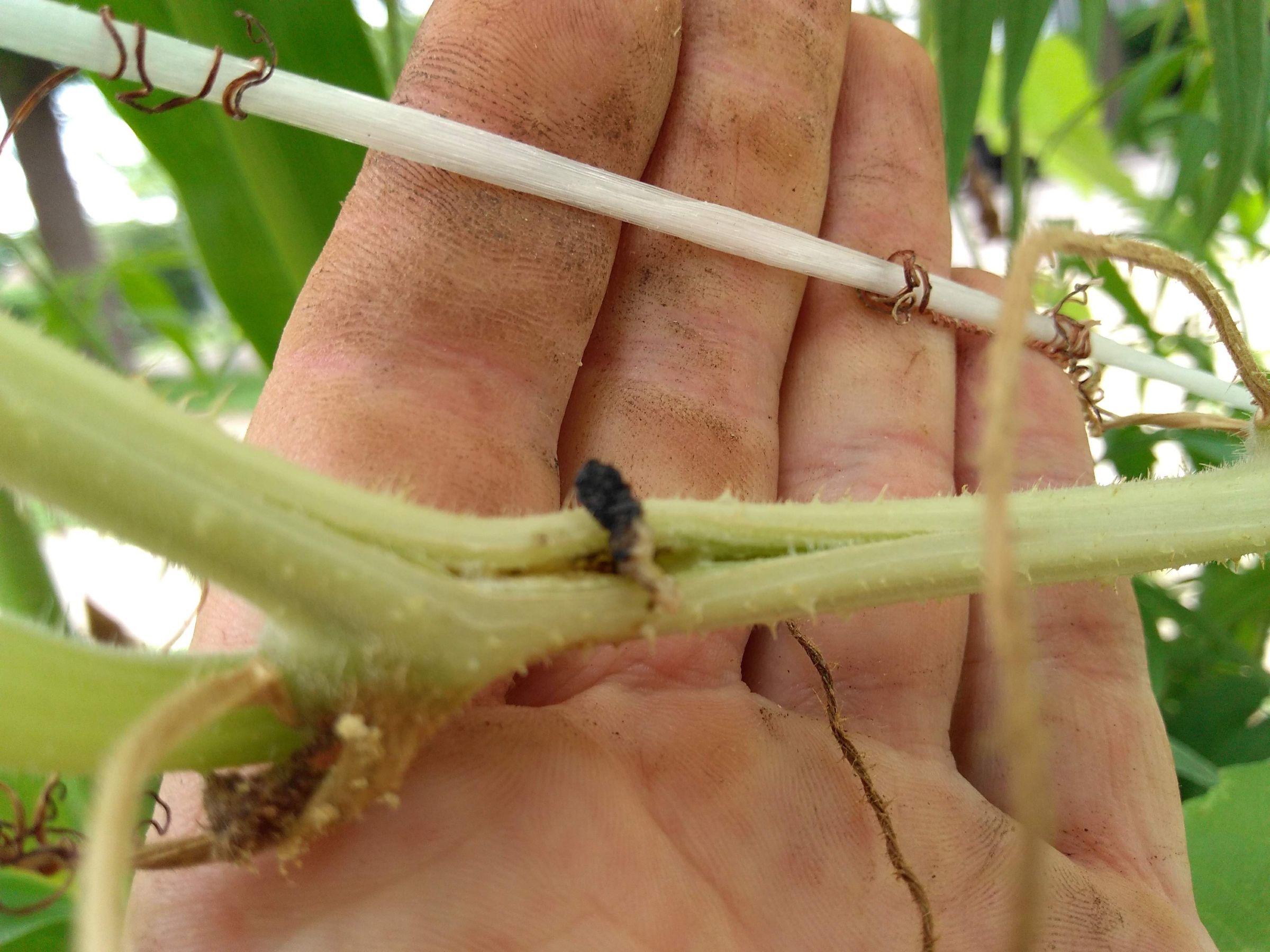 How to Hunt Vine Borers : 17 Steps (with Pictures) - Instructables