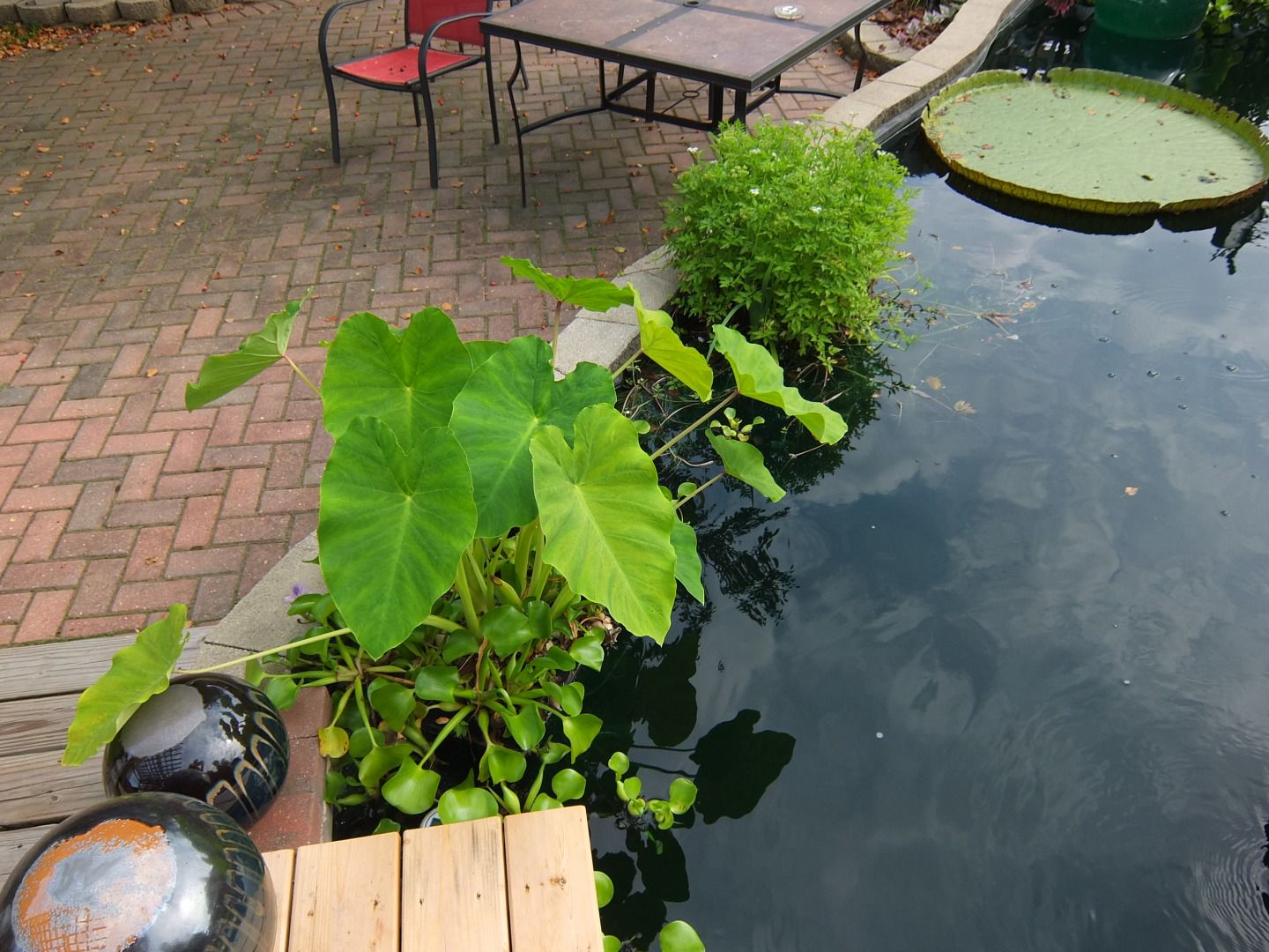 Pond Planter From a Milk Crate : 4 Steps (with Pictures) - Instructables