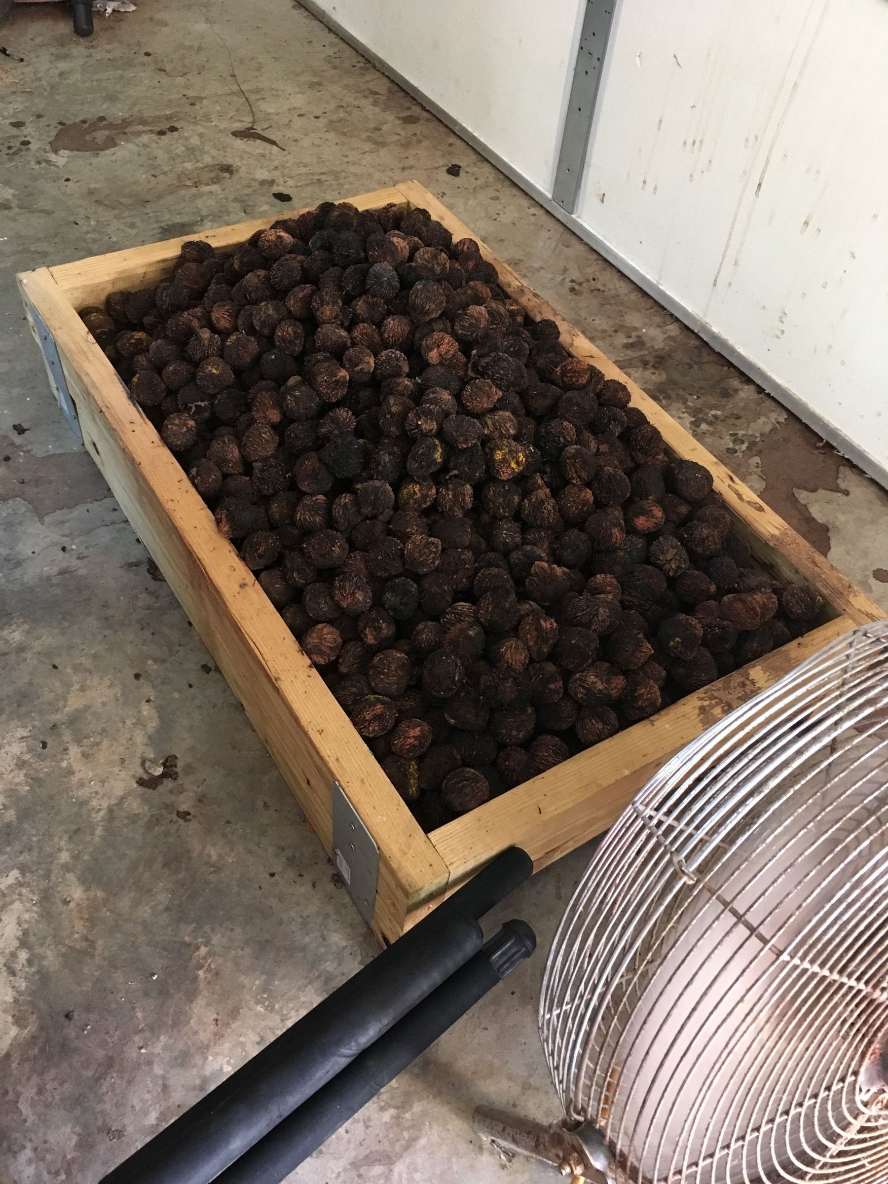 Harvesting and Processing Black Walnuts : 13 Steps - Instructables