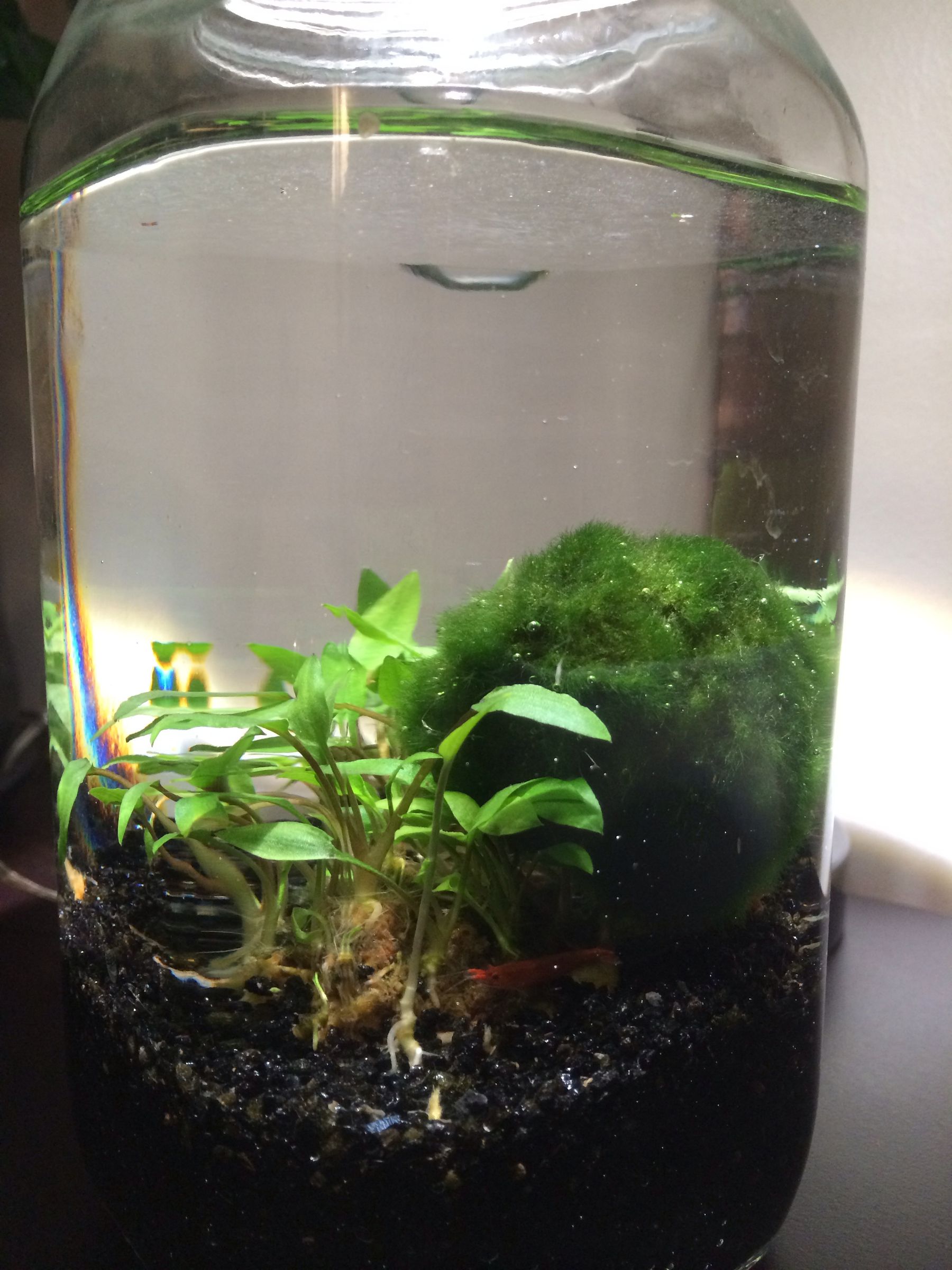 Build an Aquatic Ecosphere : 9 Steps - Instructables
