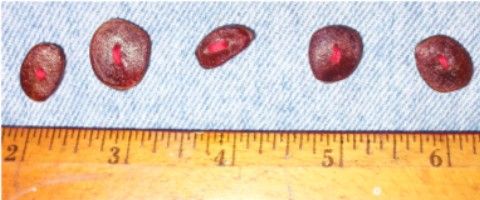 Persimmon Seed Buttons : 4 Steps - Instructables