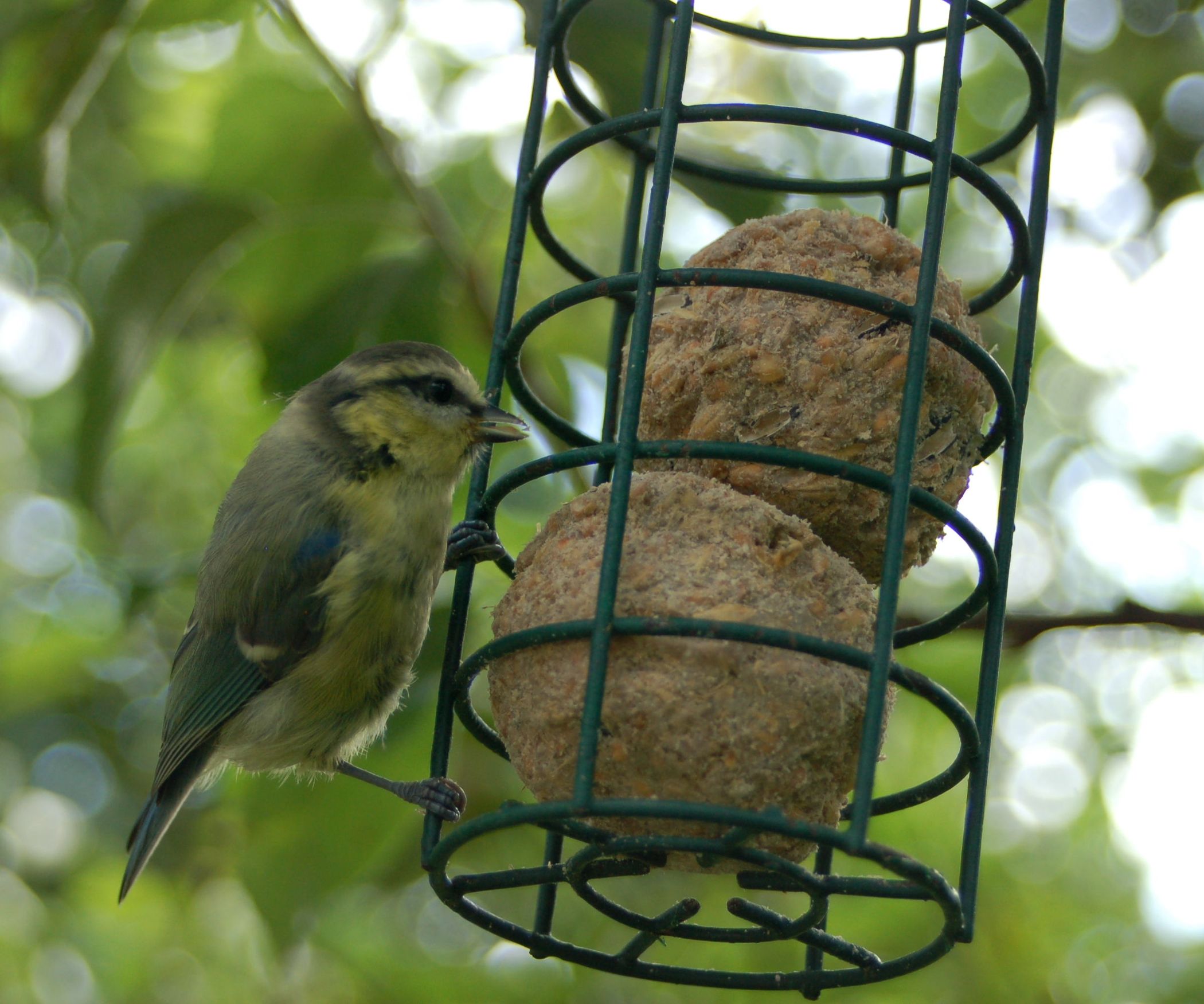 Nikon D50 Remote Camera Trigger - Introduction : 10 Steps - Instructables