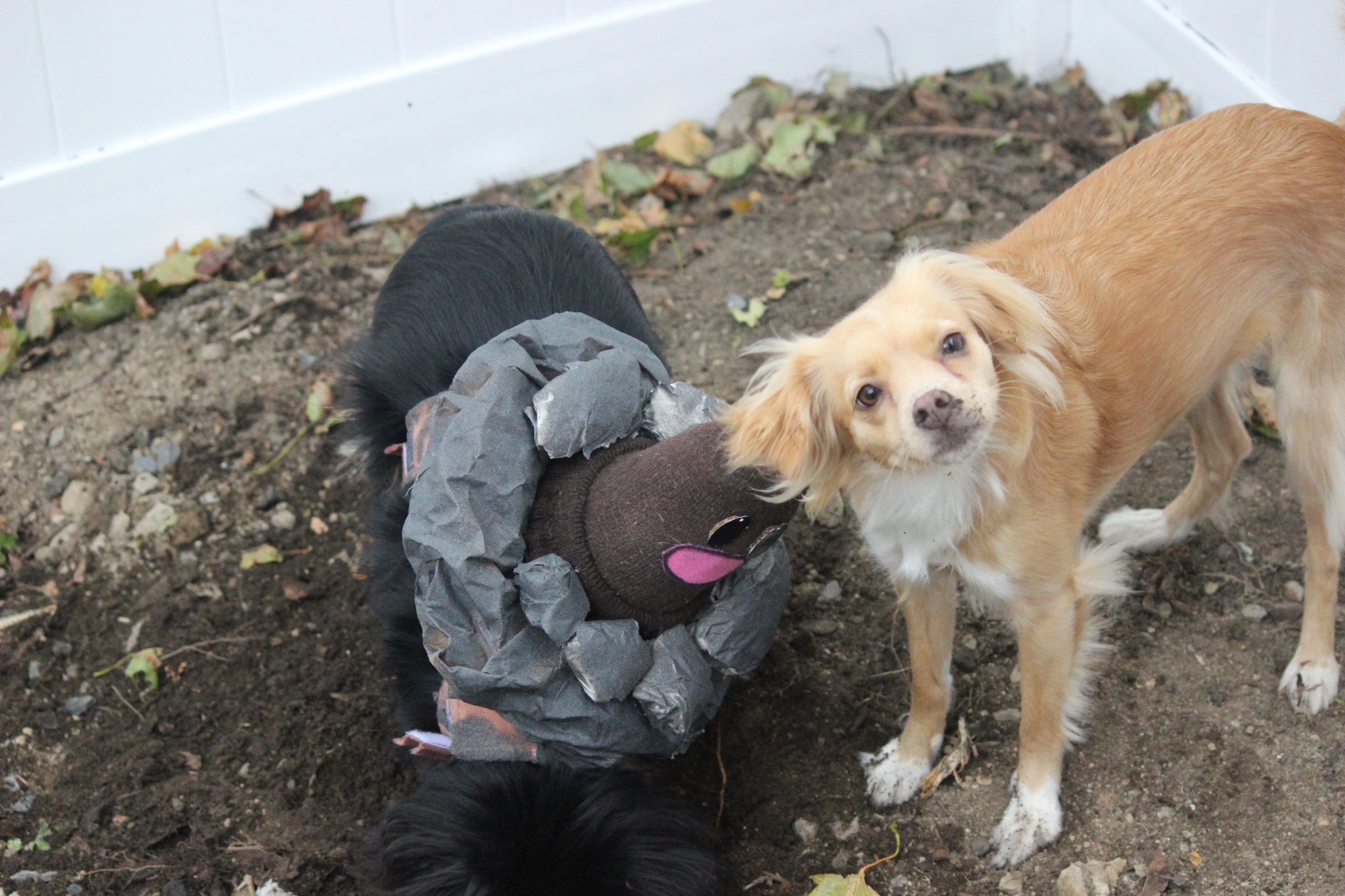 Diglett Dog Costume : 14 Steps (with Pictures) - Instructables