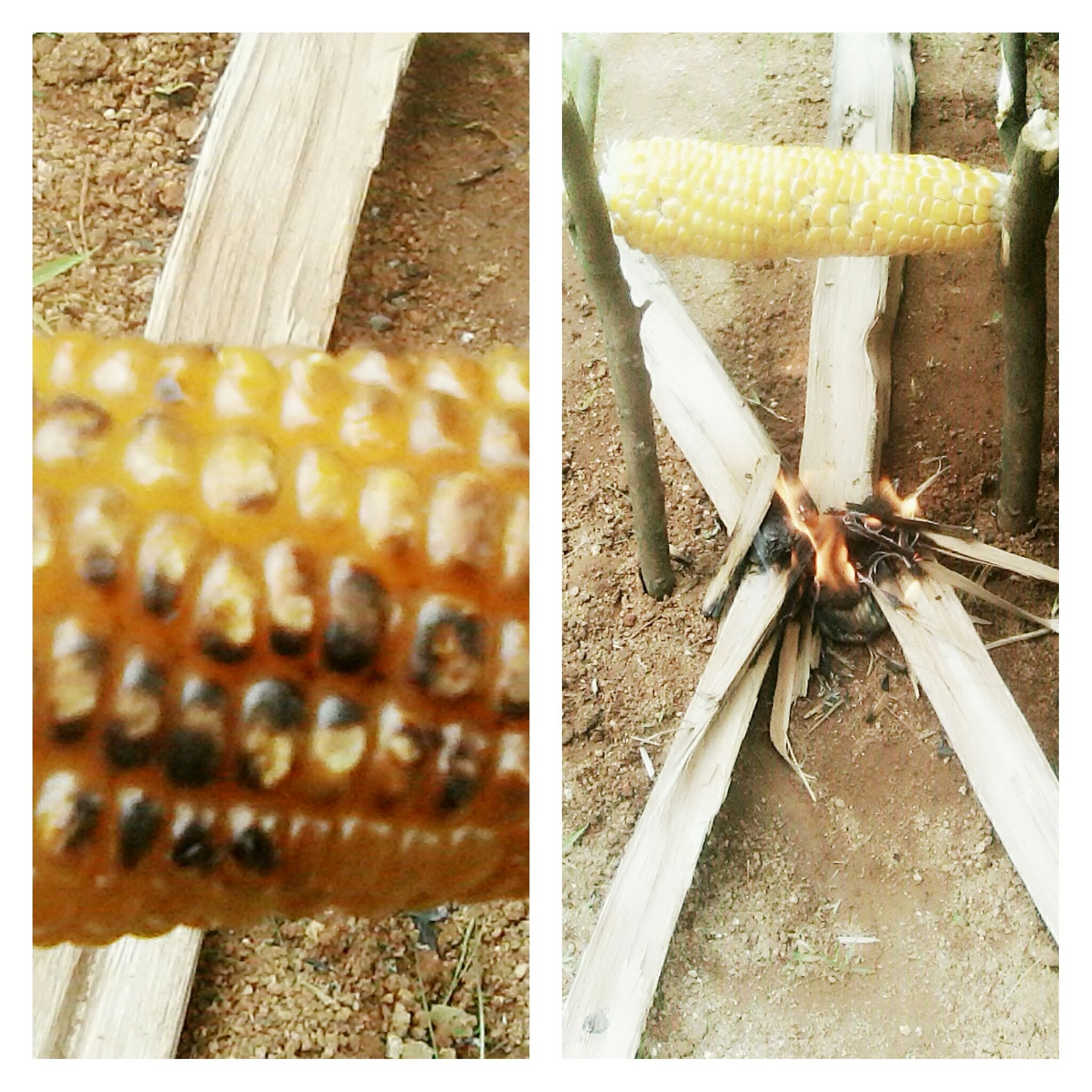 Roasting Sweet Corn the Old-fashioned Way : 5 Steps (with Pictures ...