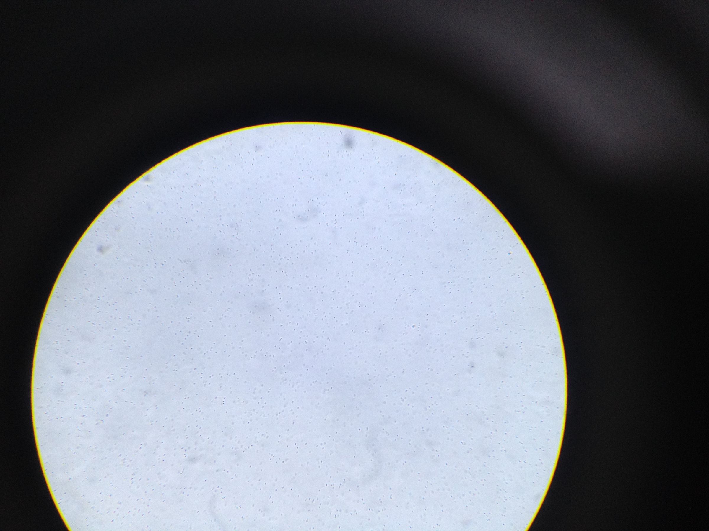 Bacillus Microscope