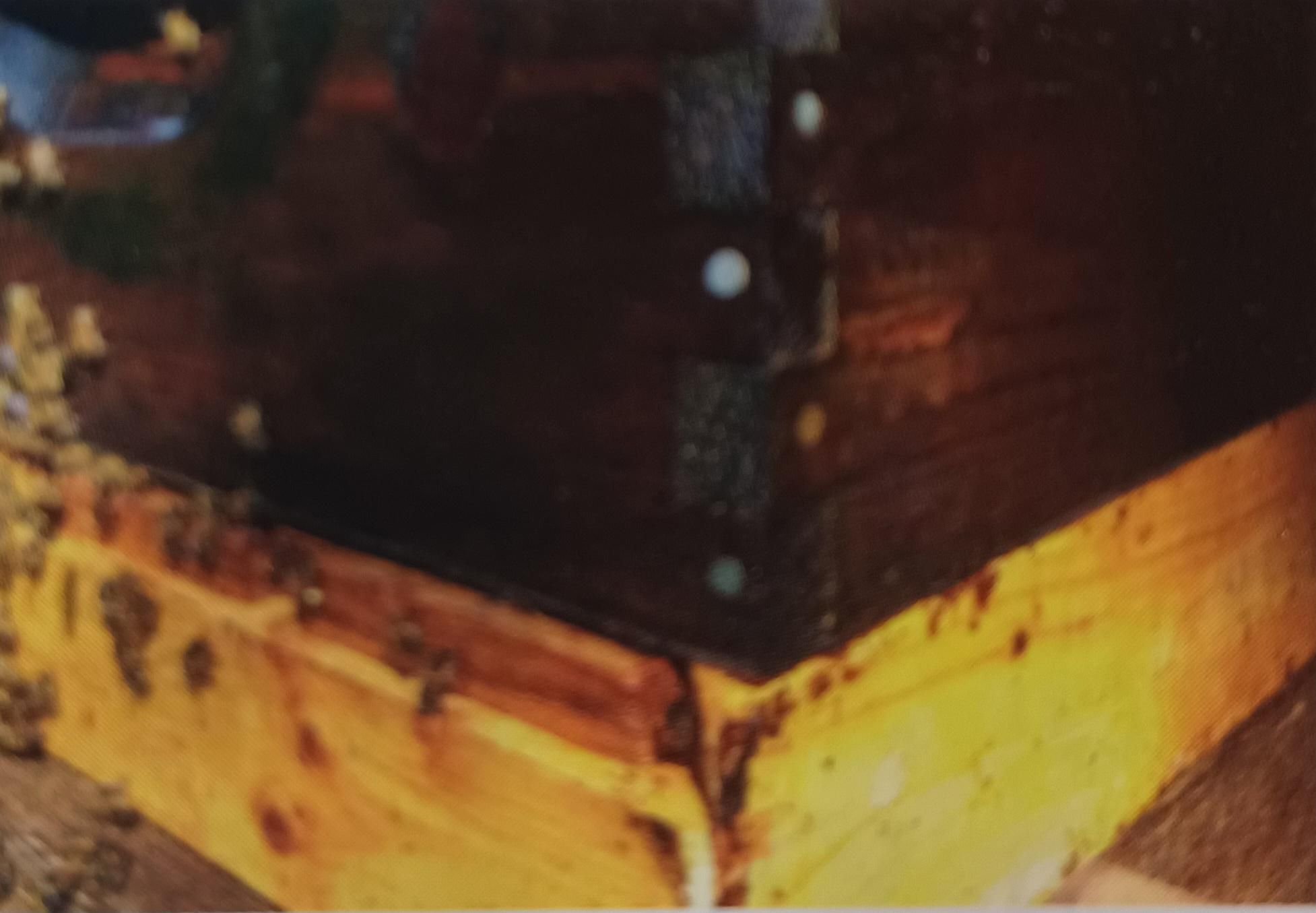 Blue Ribbon Beetle Trapping Bottom Board : 45 Steps (with Pictures ...