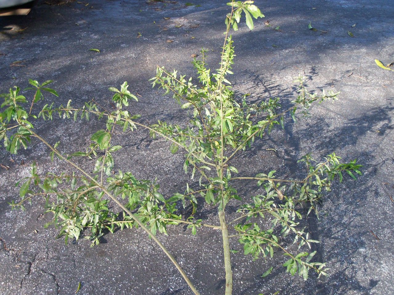 I Have a Whammy Diddle in My Pocket - How to Make a Gee-haw Stick Toy ...