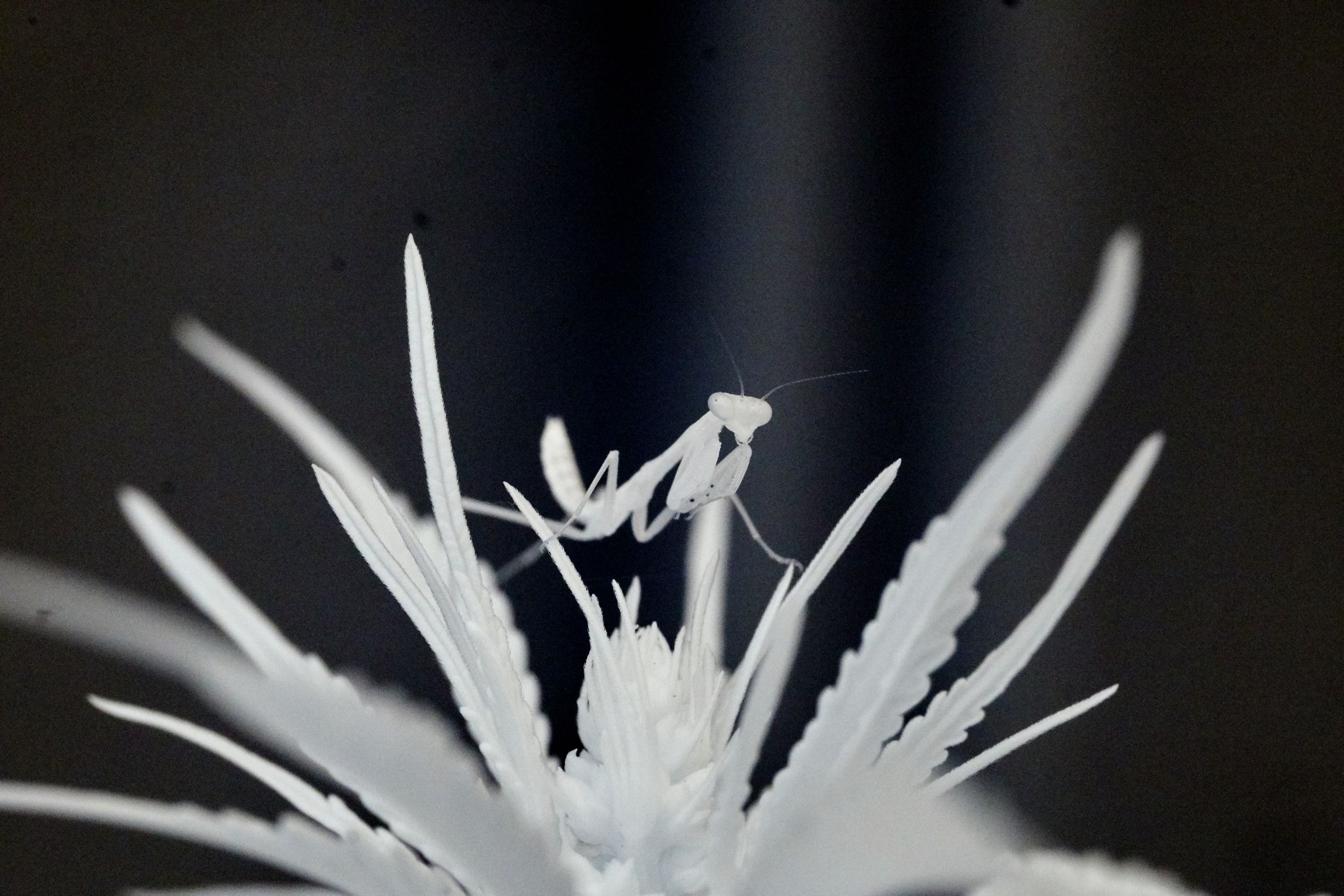 Angry Kitten! - Instructables