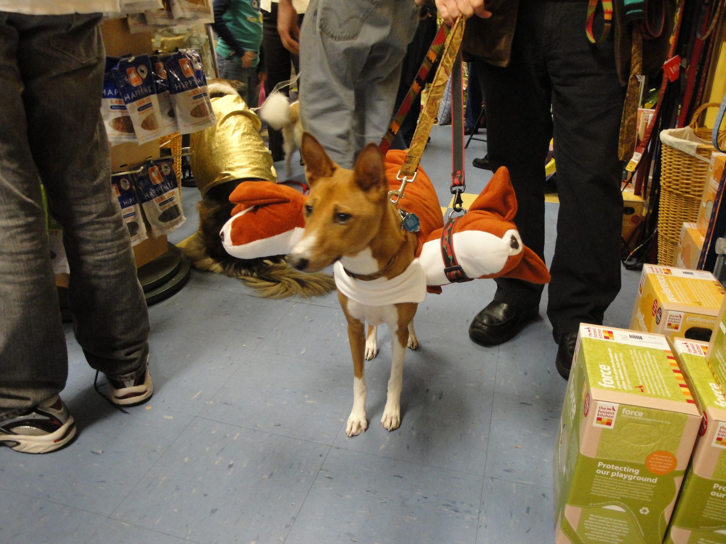 How to Make a Costume for a Dog : 4 Steps (with Pictures) - Instructables