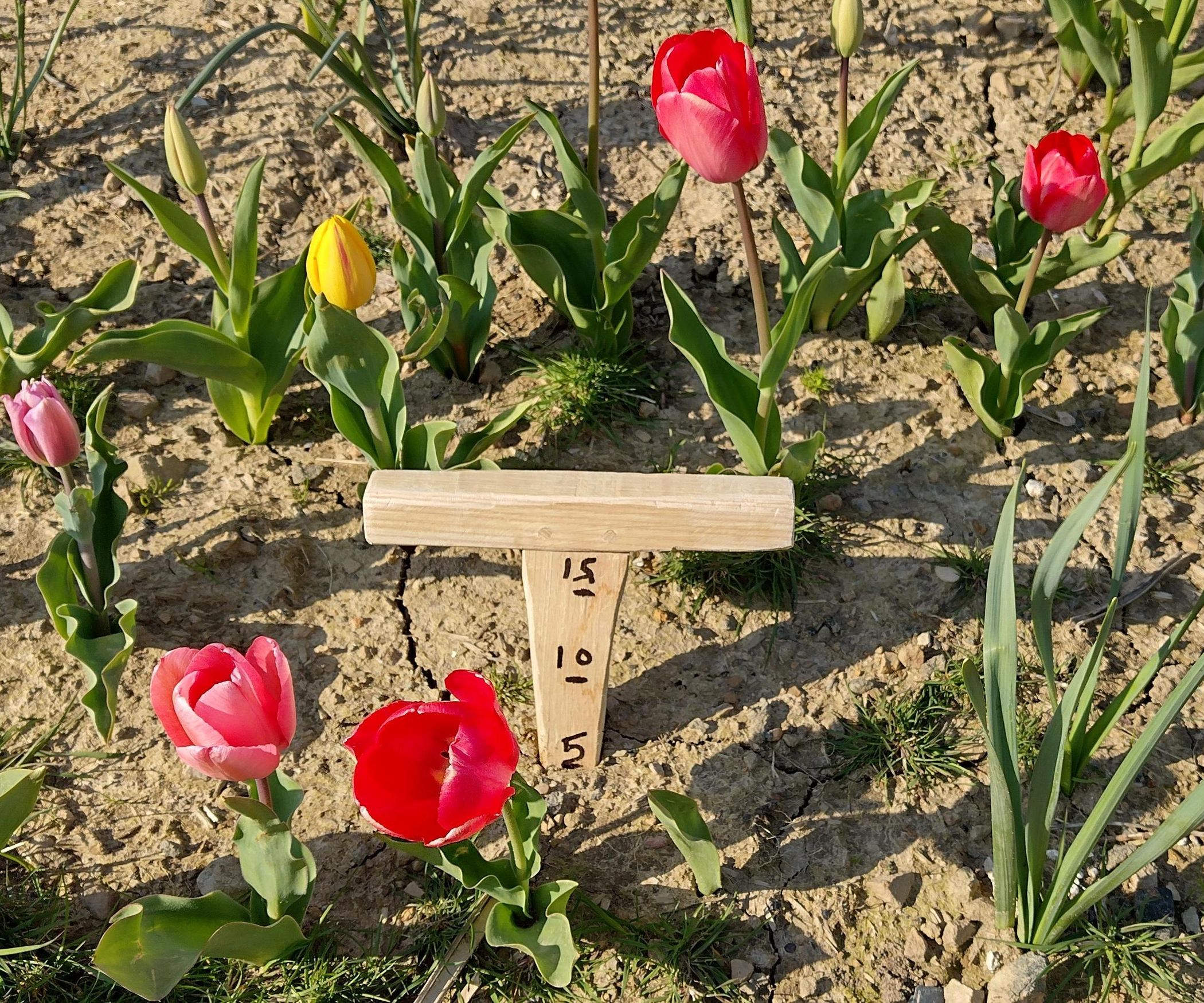Wooden Garden Dibber : 5 Steps (with Pictures) - Instructables
