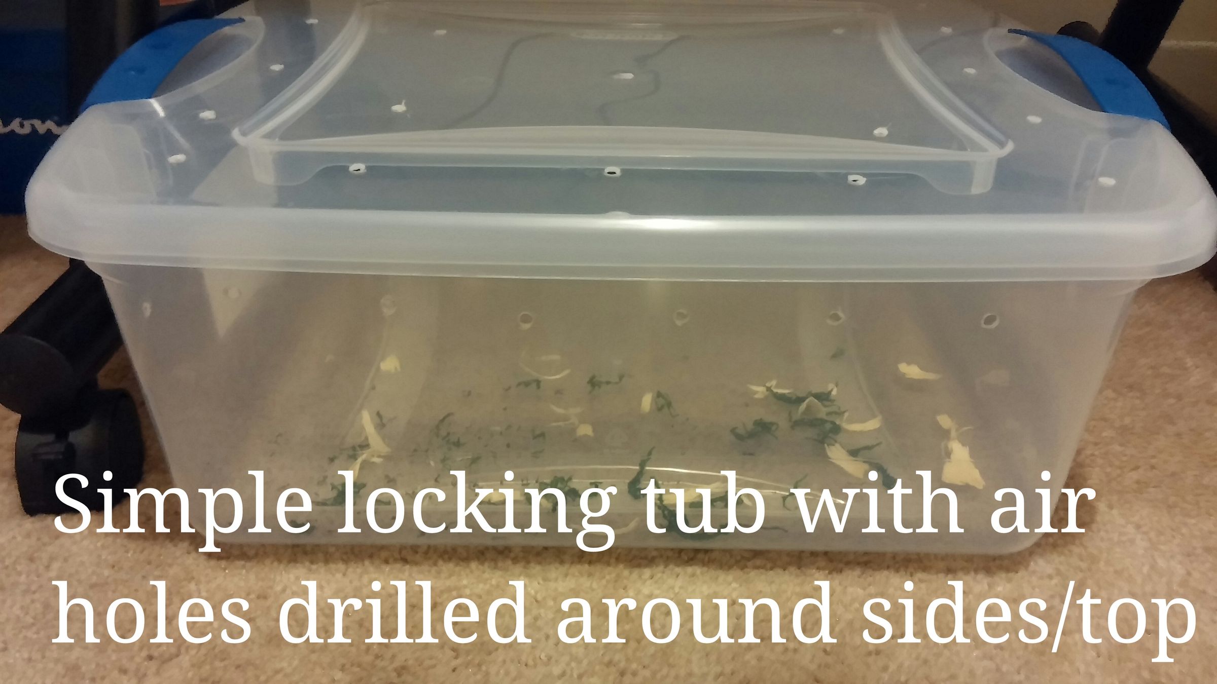 How to Set Up a Reptile Terrarium : 8 Steps (with Pictures) - Instructables