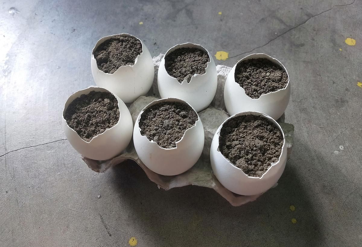 Egg Shell Planter | Gardening : 5 Steps (with Pictures) - Instructables