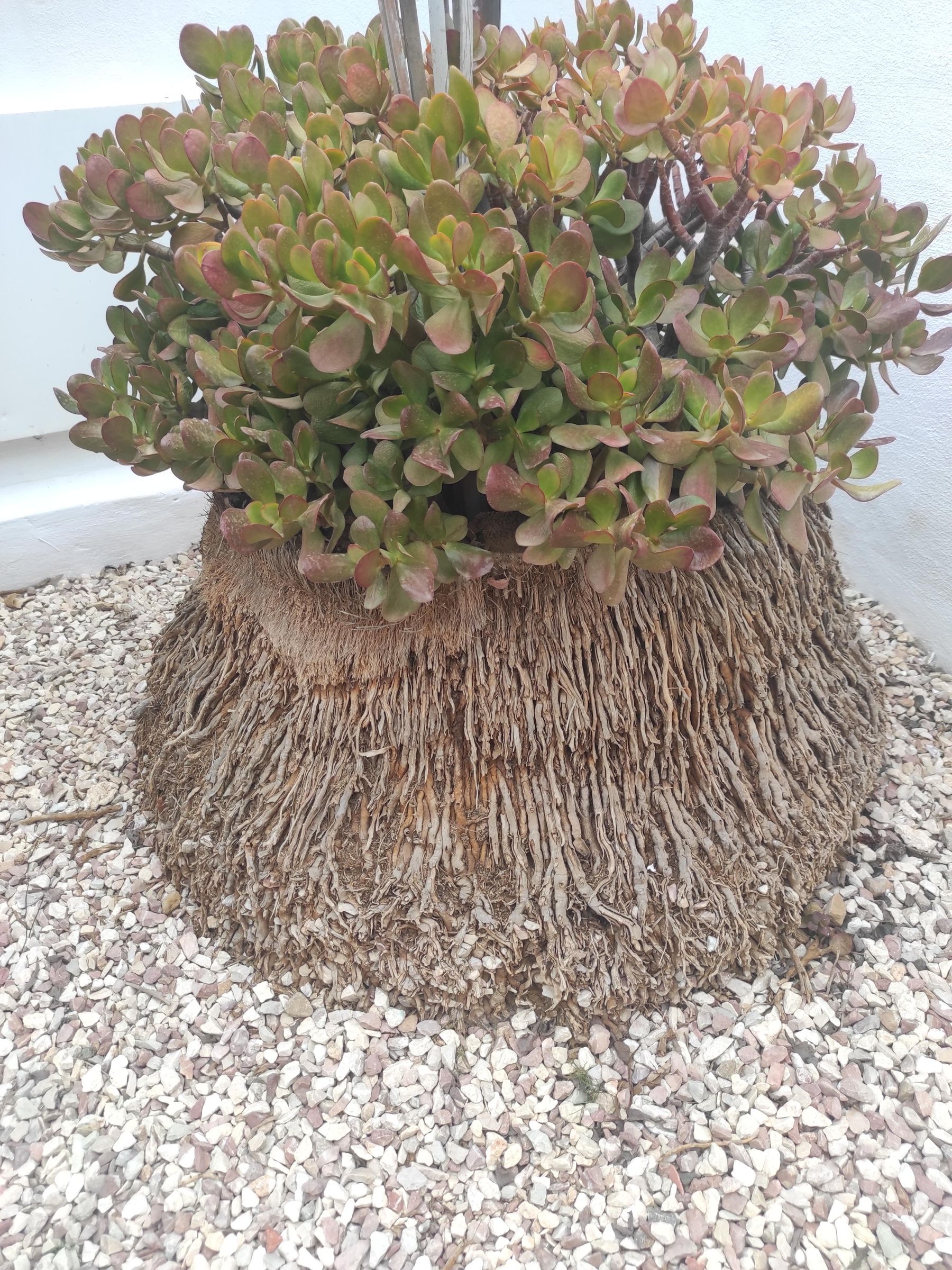 Transform a Tree Stump Into a Planter Box : 11 Steps (with Pictures ...