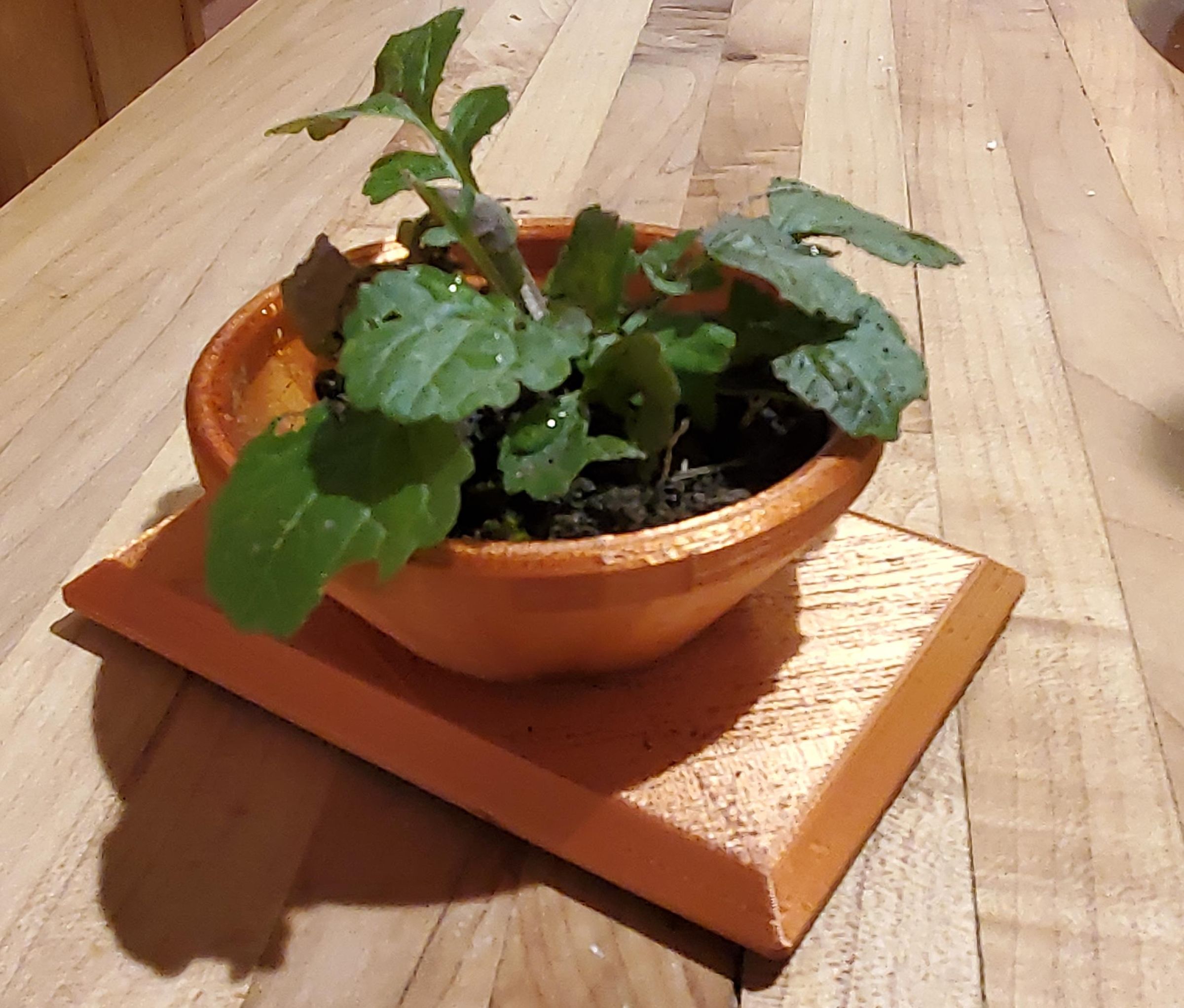 Robotic Plant Potter : 6 Steps - Instructables