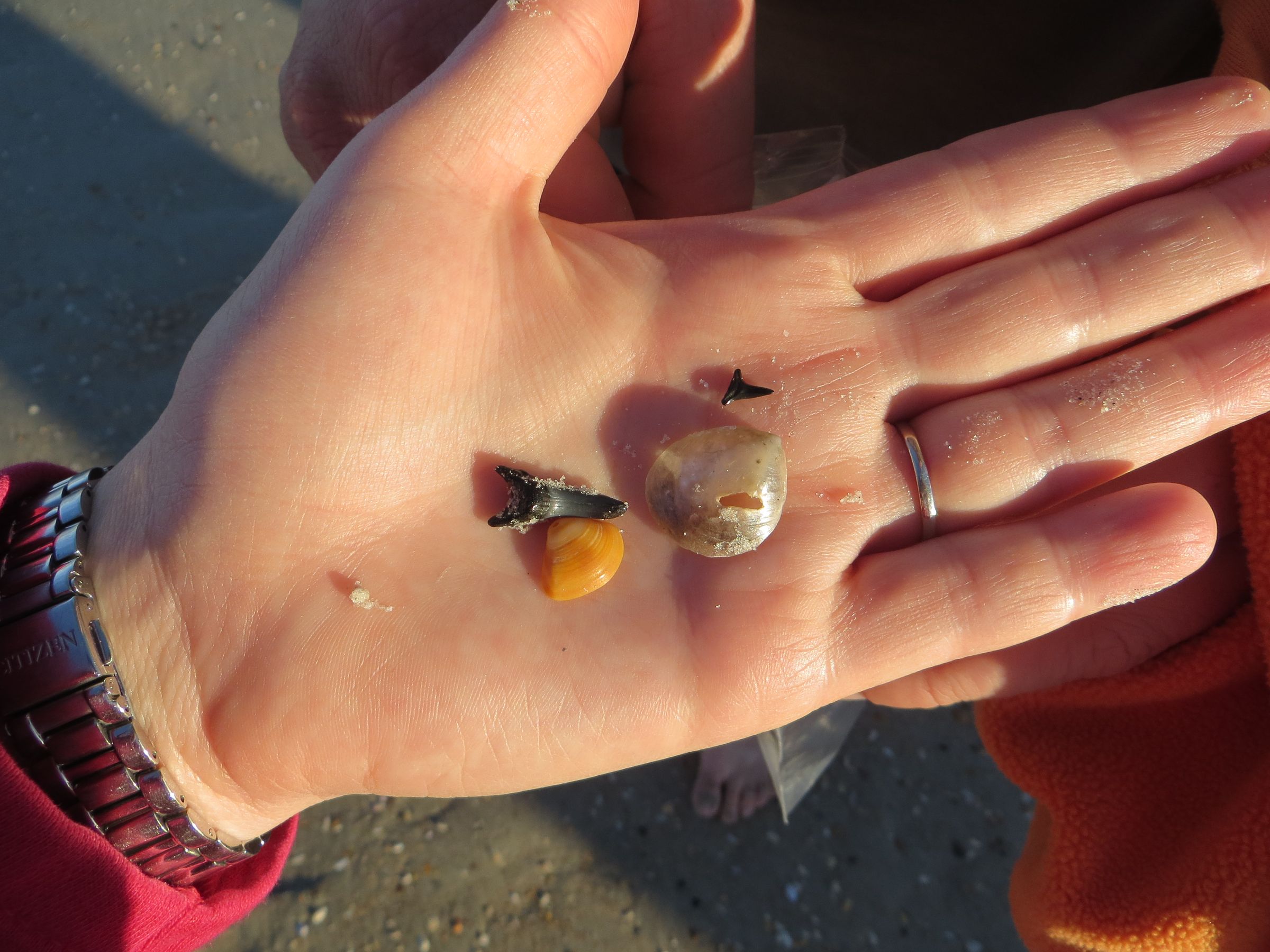 How to Find Shark Teeth : 10 Steps (with Pictures) - Instructables