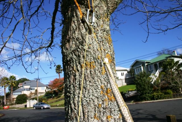 How to Get a Rope Into a Tree (without Climbing It) : 6 Steps ...