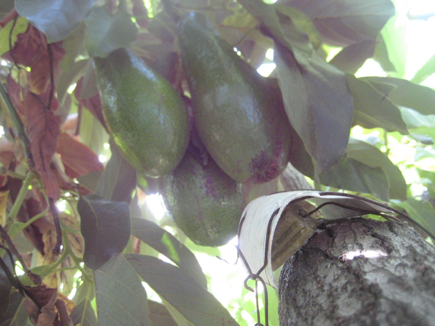 Eliminating Tree Rats : 13 Steps (with Pictures) - Instructables