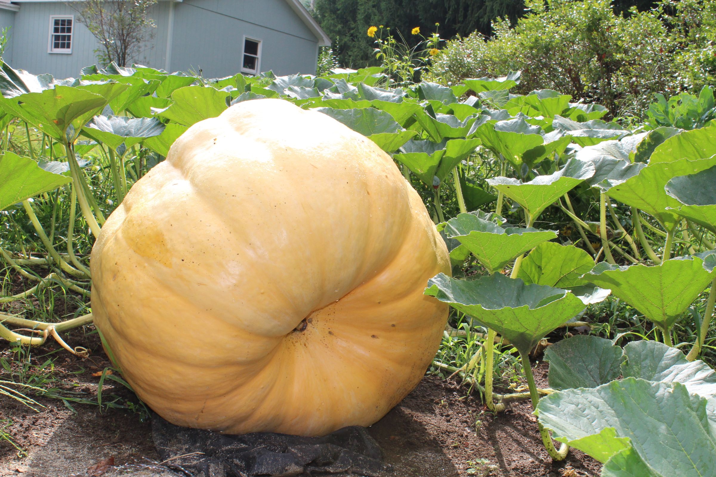 Giant Pumpkins Make Giant Jack O Lanterns : 9 Steps (with Pictures ...