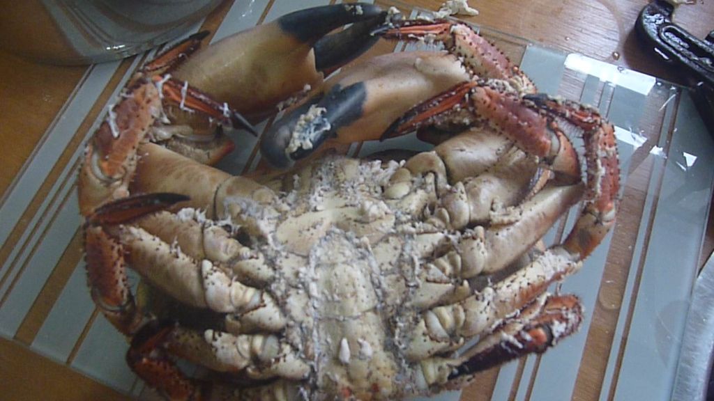 Live Crab How to Kill Instantly and Humanely Cooking Dressing and ...