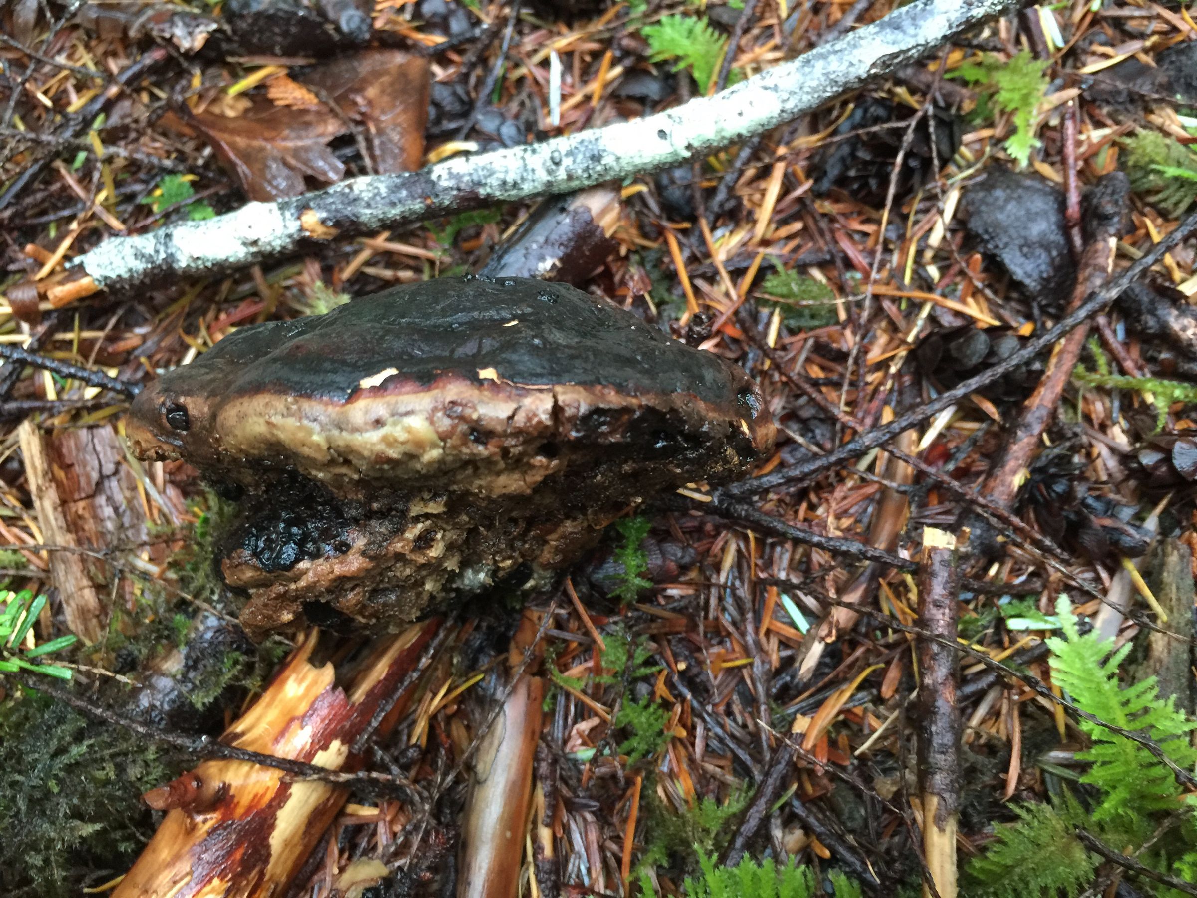 Nature Tracker: Parameter Mapping With the Intel Edison : 7 Steps (with Pictures) - Instructables