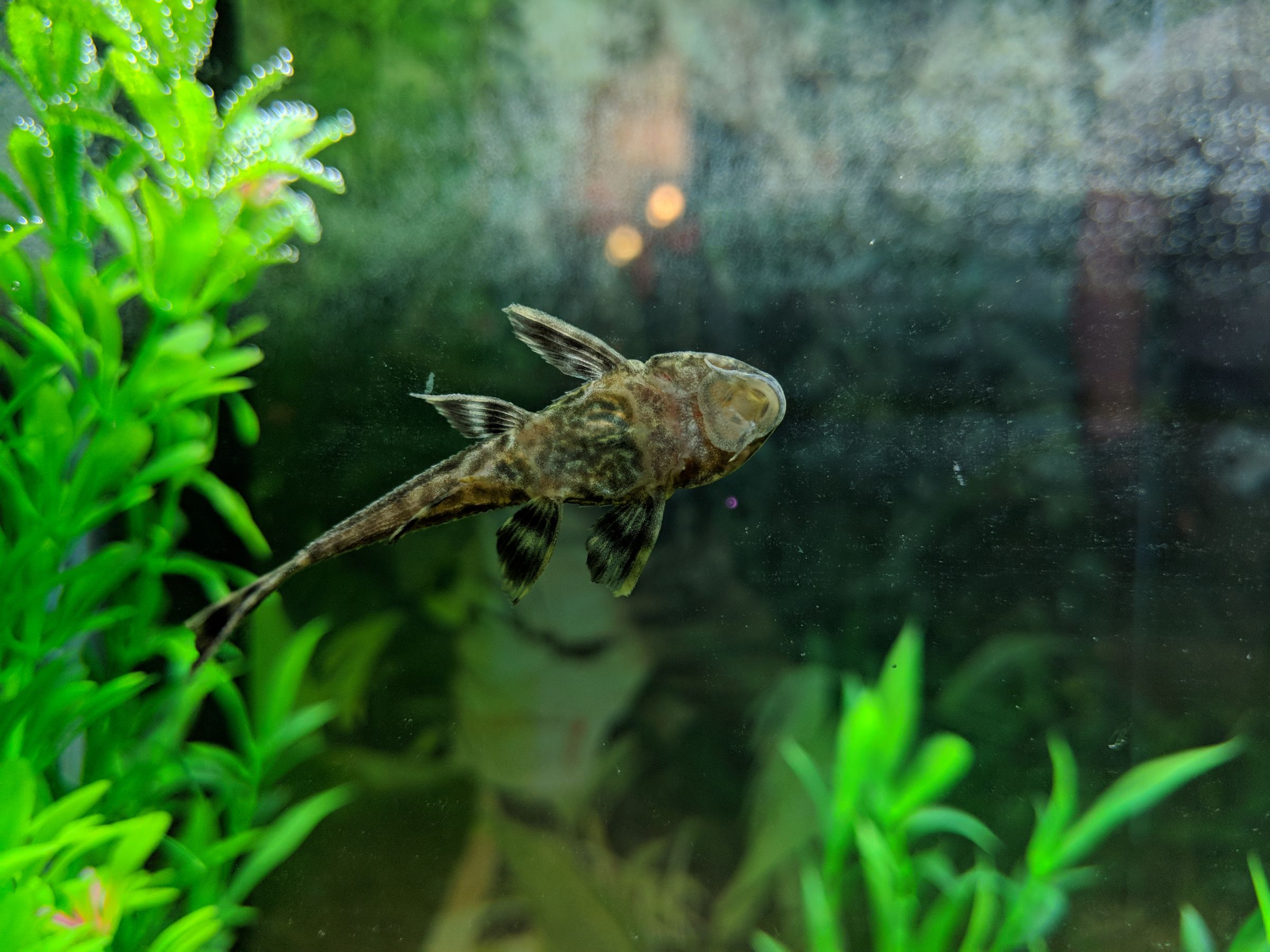 Build a TV Fish Tank : 6 Steps (with Pictures) - Instructables
