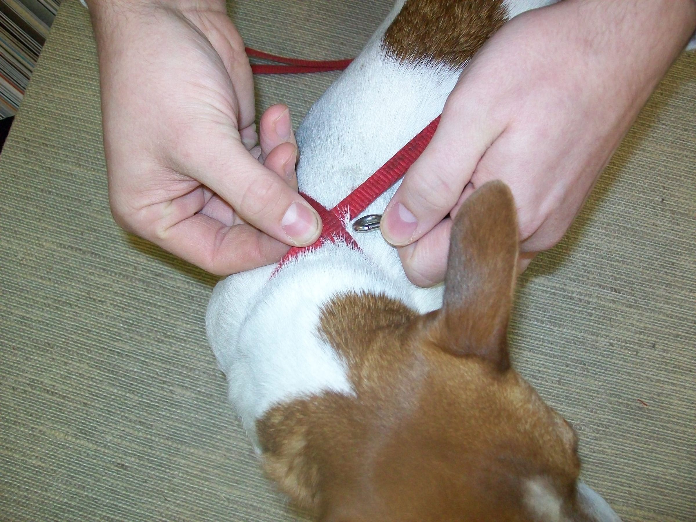 FREE Emergency Dog Halter : 5 Steps (with Pictures) - Instructables