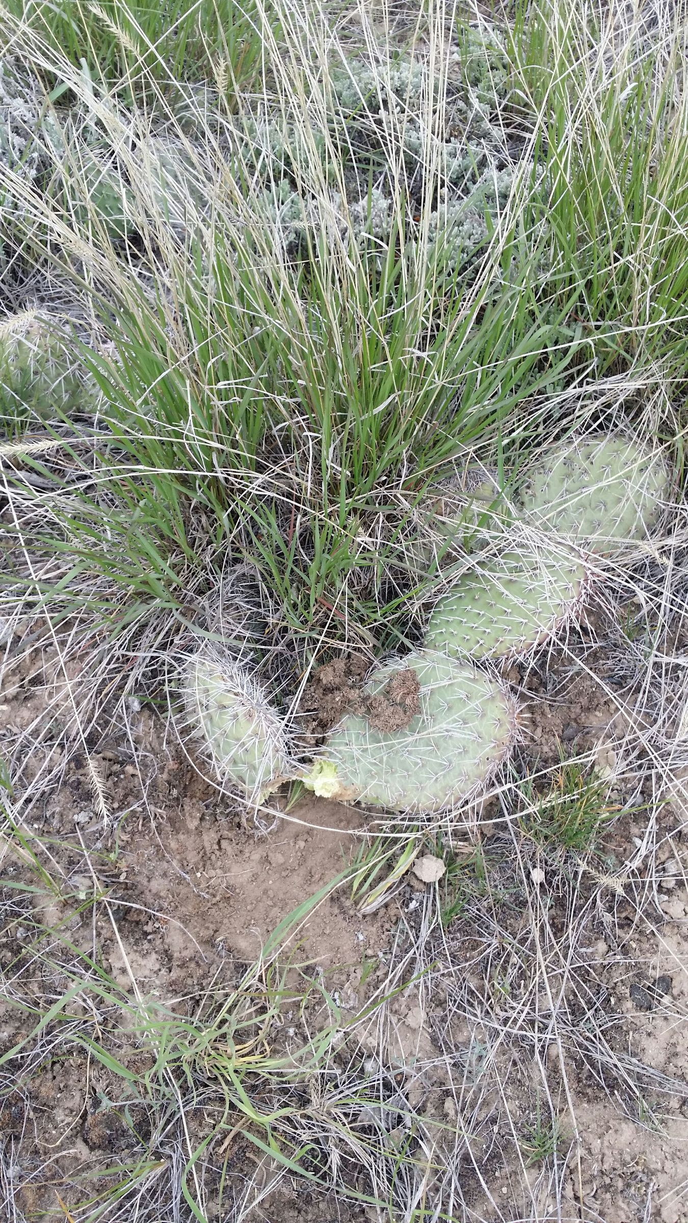 Cinco De Mayo Fried Cactus (Nopales) : 3 Steps (with Pictures ...