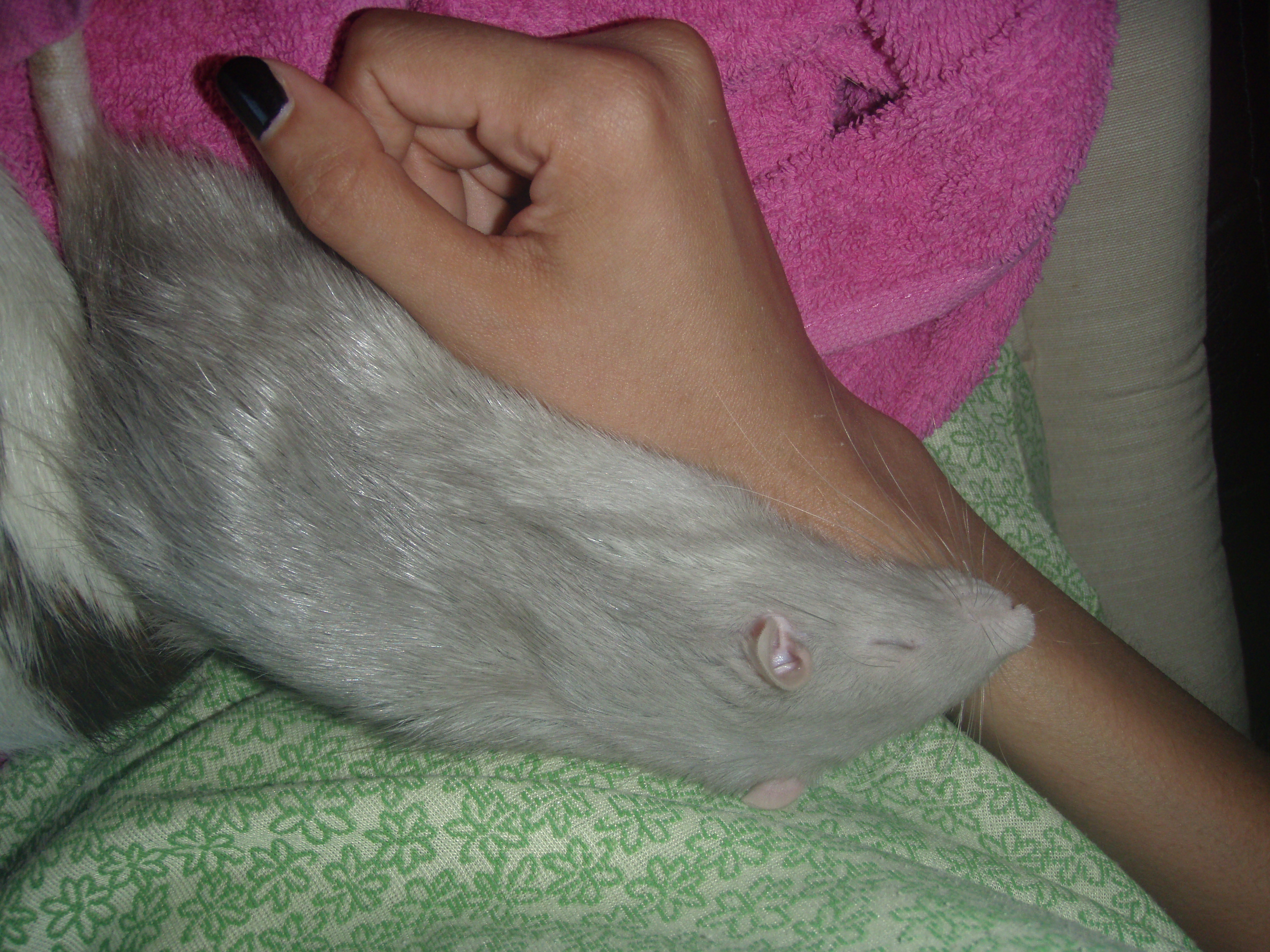 How to Bathe a Rat, THE NICE, NO FUSS WAY : 5 Steps - Instructables