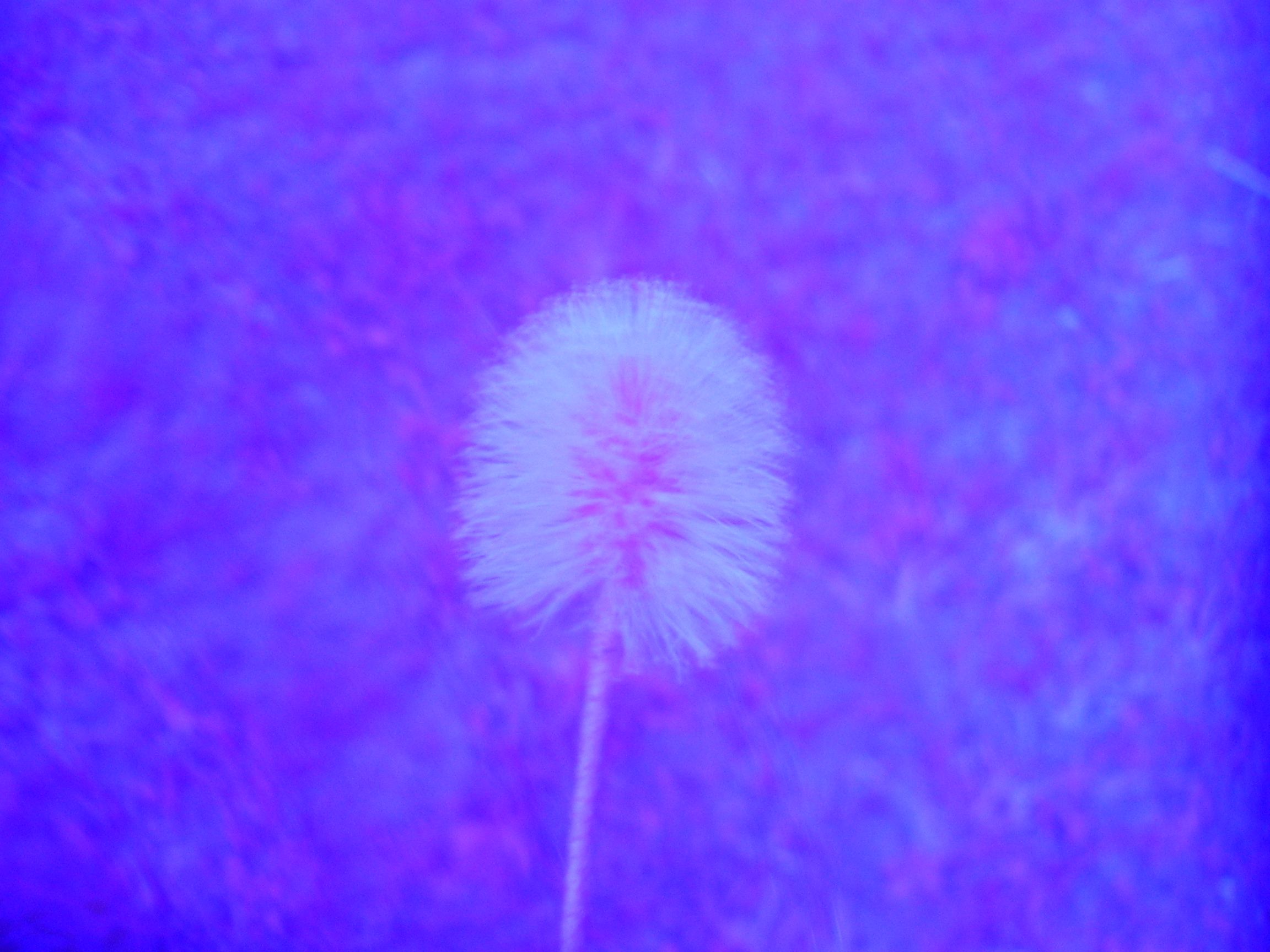 Photography in the Ultraviolet Spectrum : 3 Steps - Instructables