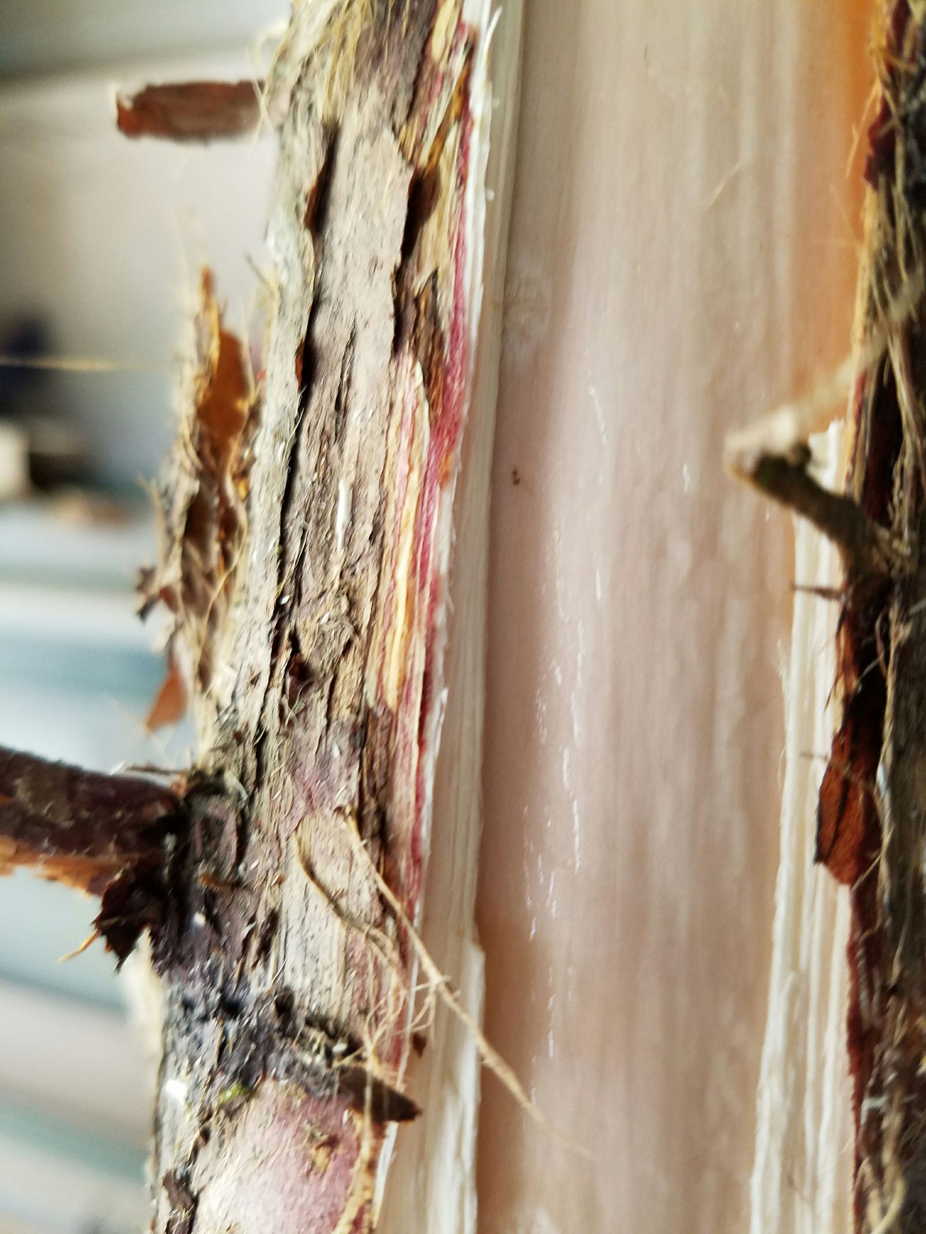 Turning Cedar Trees Into Walking Sticks : 12 Steps (with Pictures ...