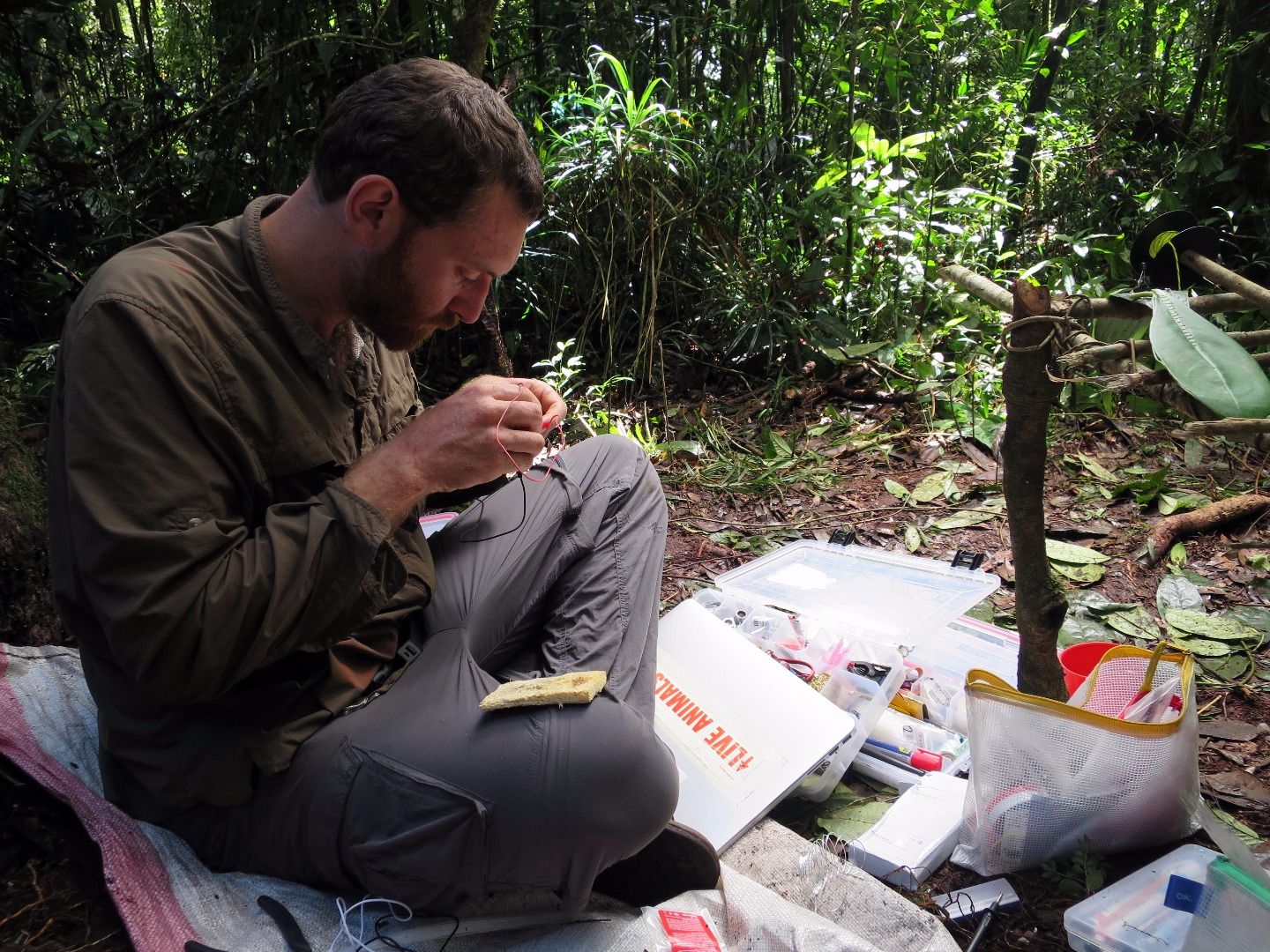 Fiber-Optic Jungle Insect Traffic Taster : 17 Steps (with Pictures ...